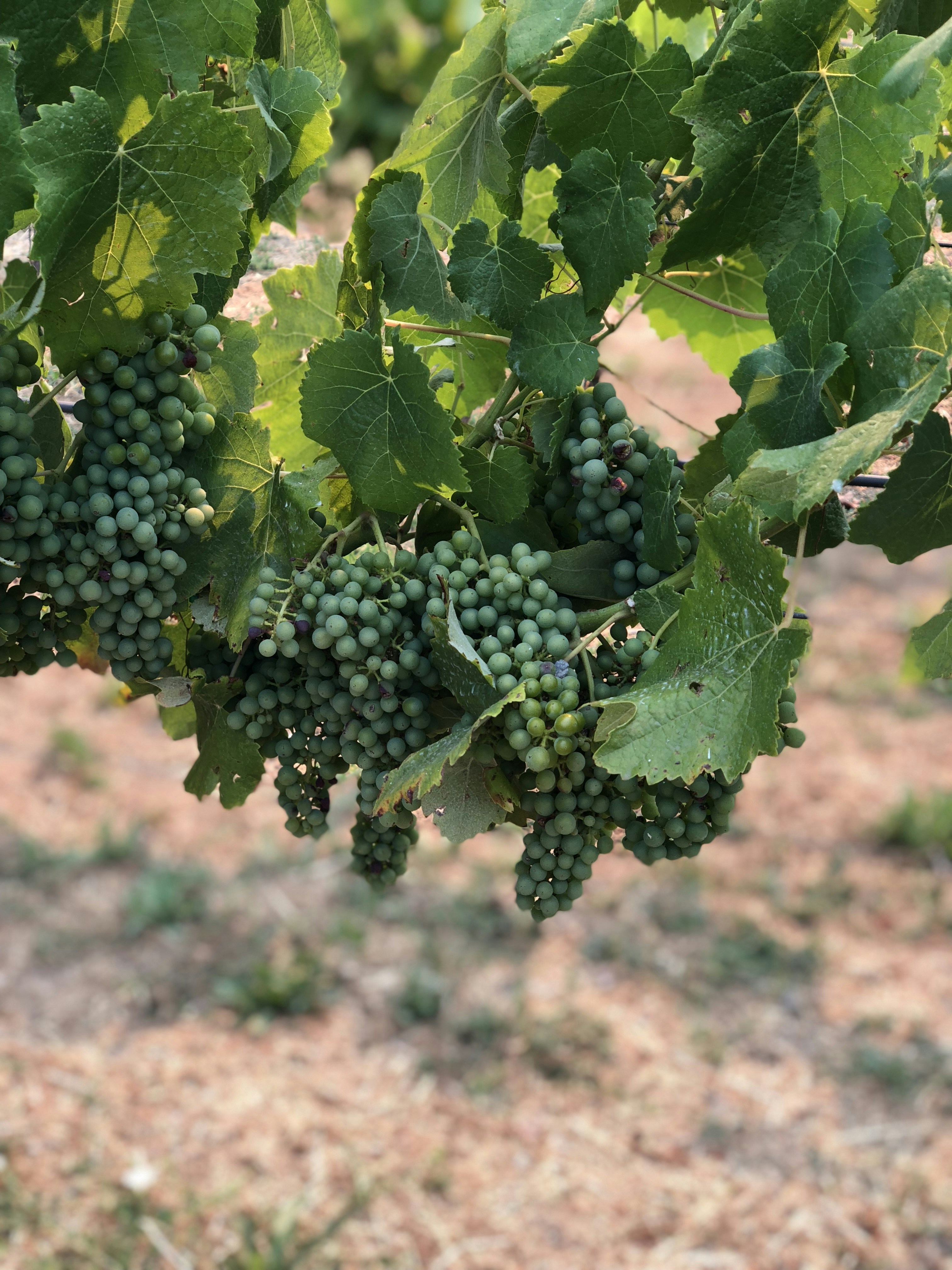 Bunches of Plump Green Grapes Hanging Under Sunlit Leaves
