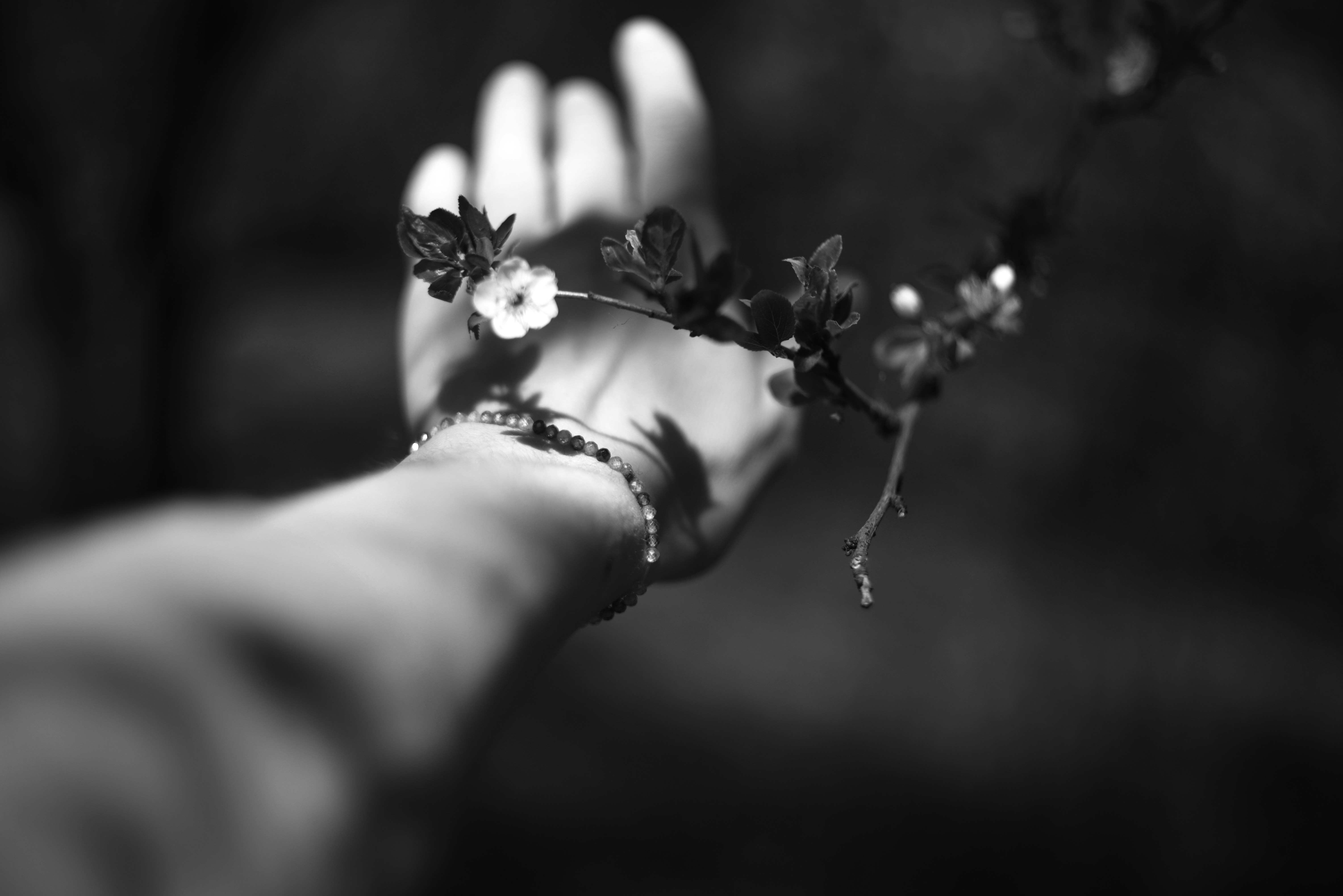 Outstretched Gesture: A Branch of Bloom Reaches toward a Waiting Palm