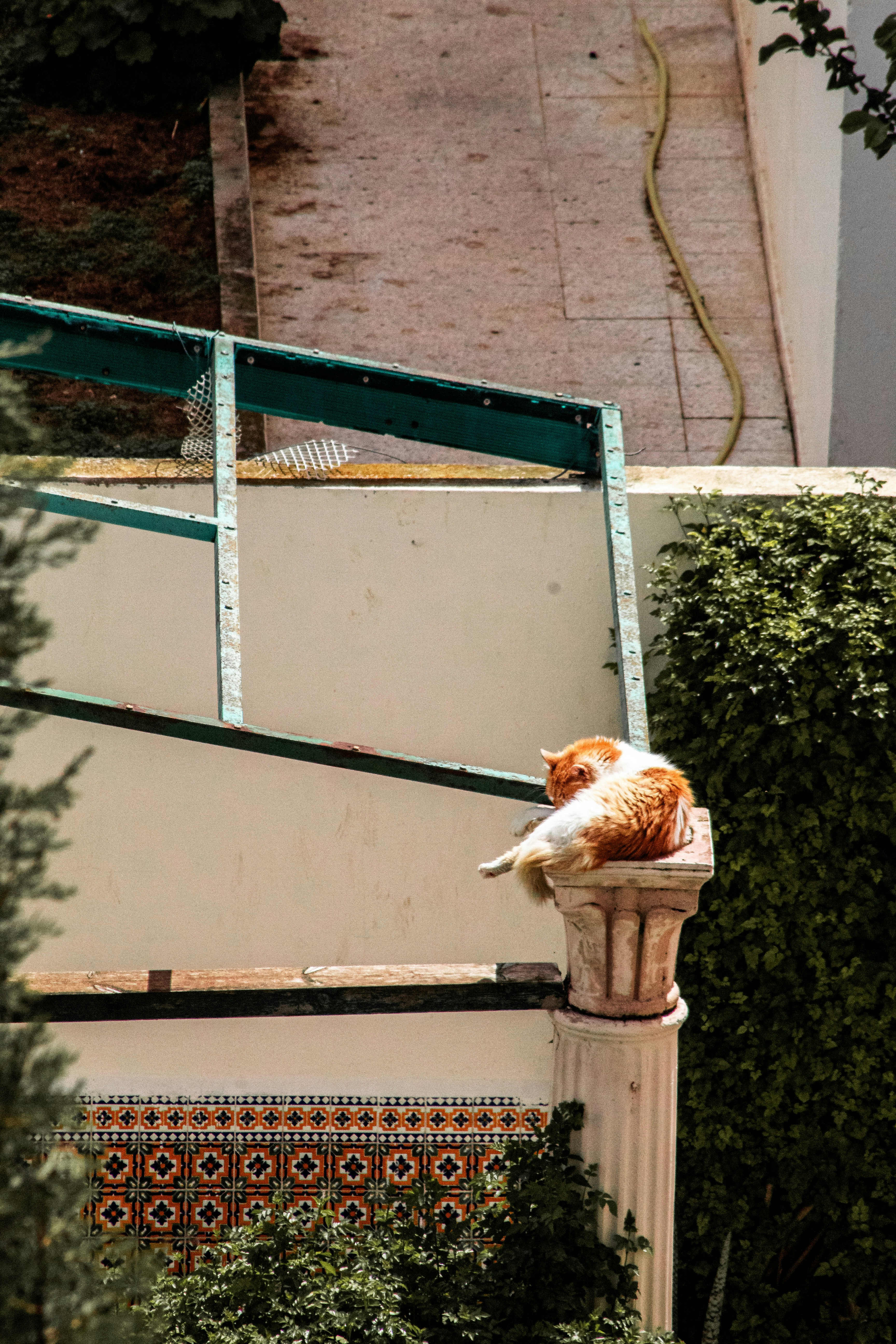 Sunlit Orange Feline Perch on a Classical Pedestal