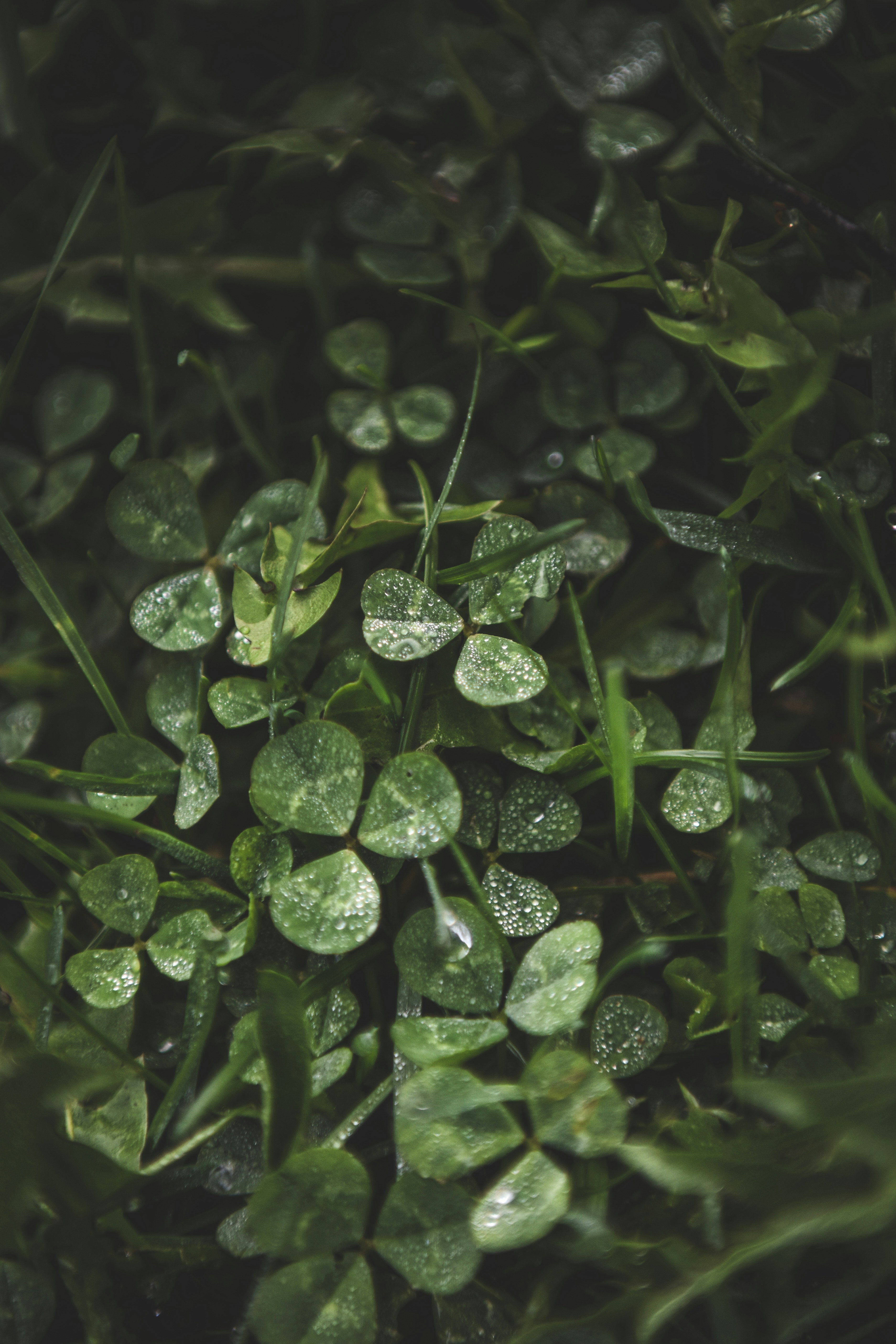 Dew-kissed Clover Bed in Diffused Forest Light