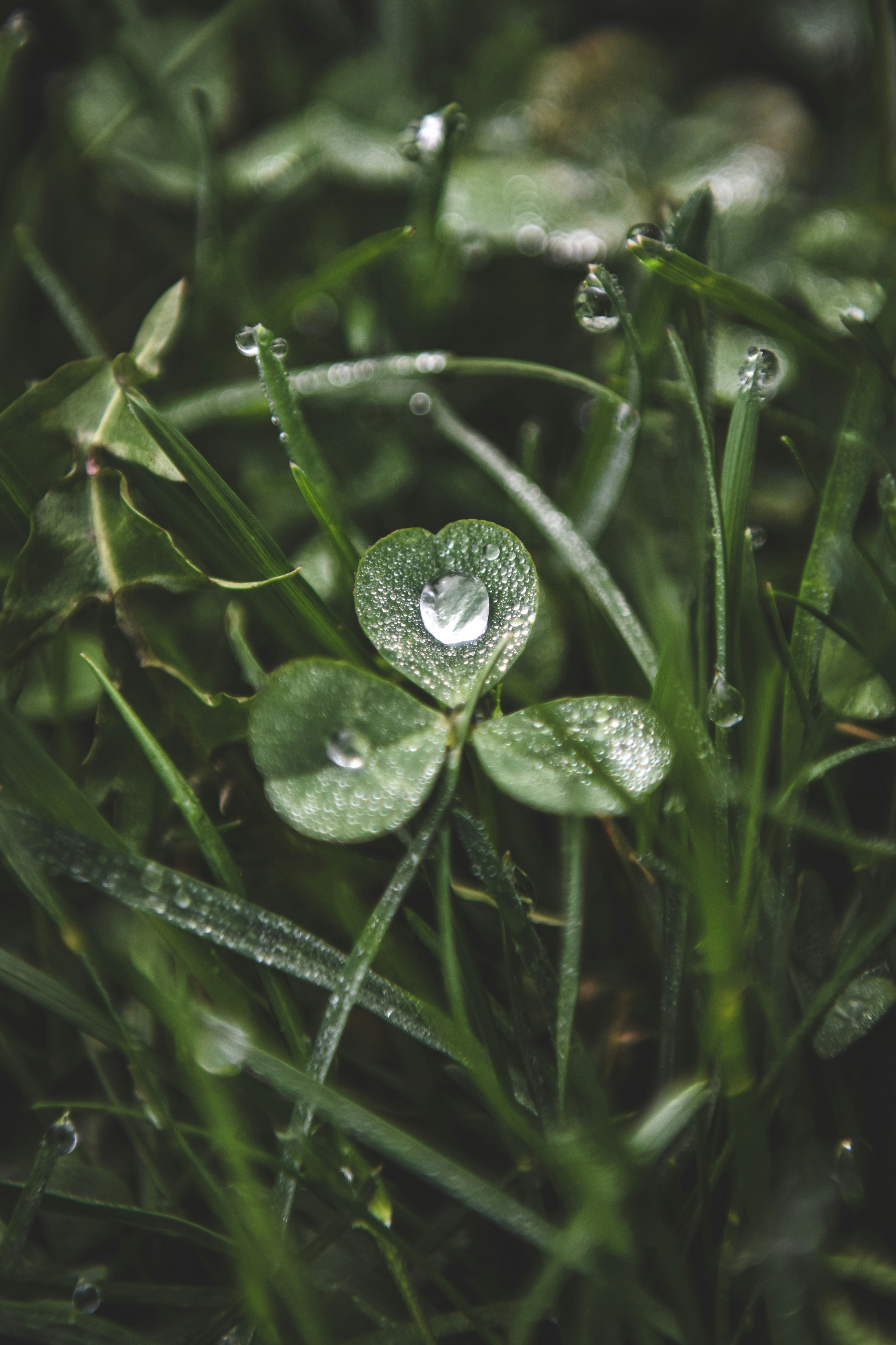 Dew-kissed Clover Leaf as centerpiece in a sea of grass