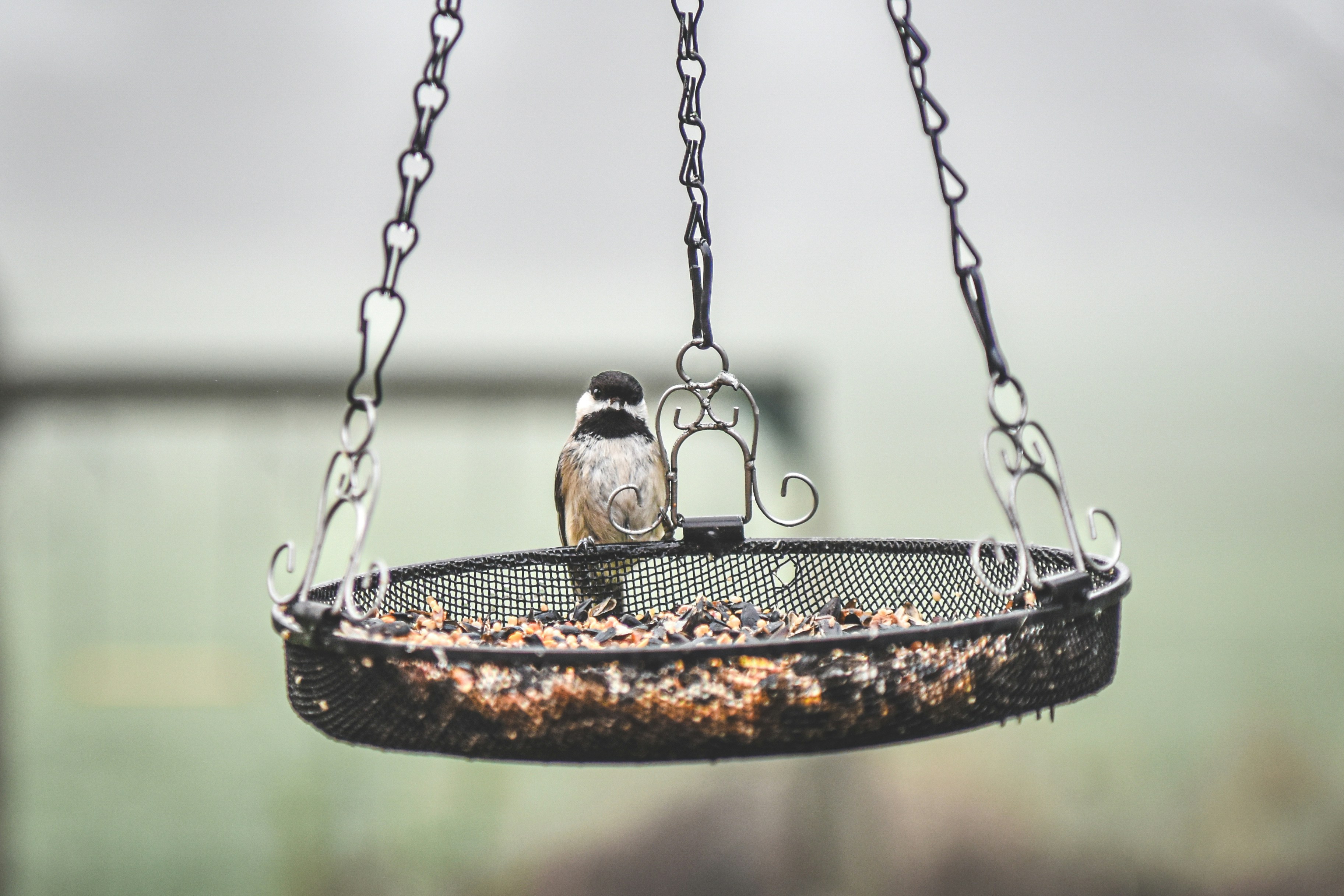 Tiny Bird on a Rusted Ring: A Quiet Moment on the Swing