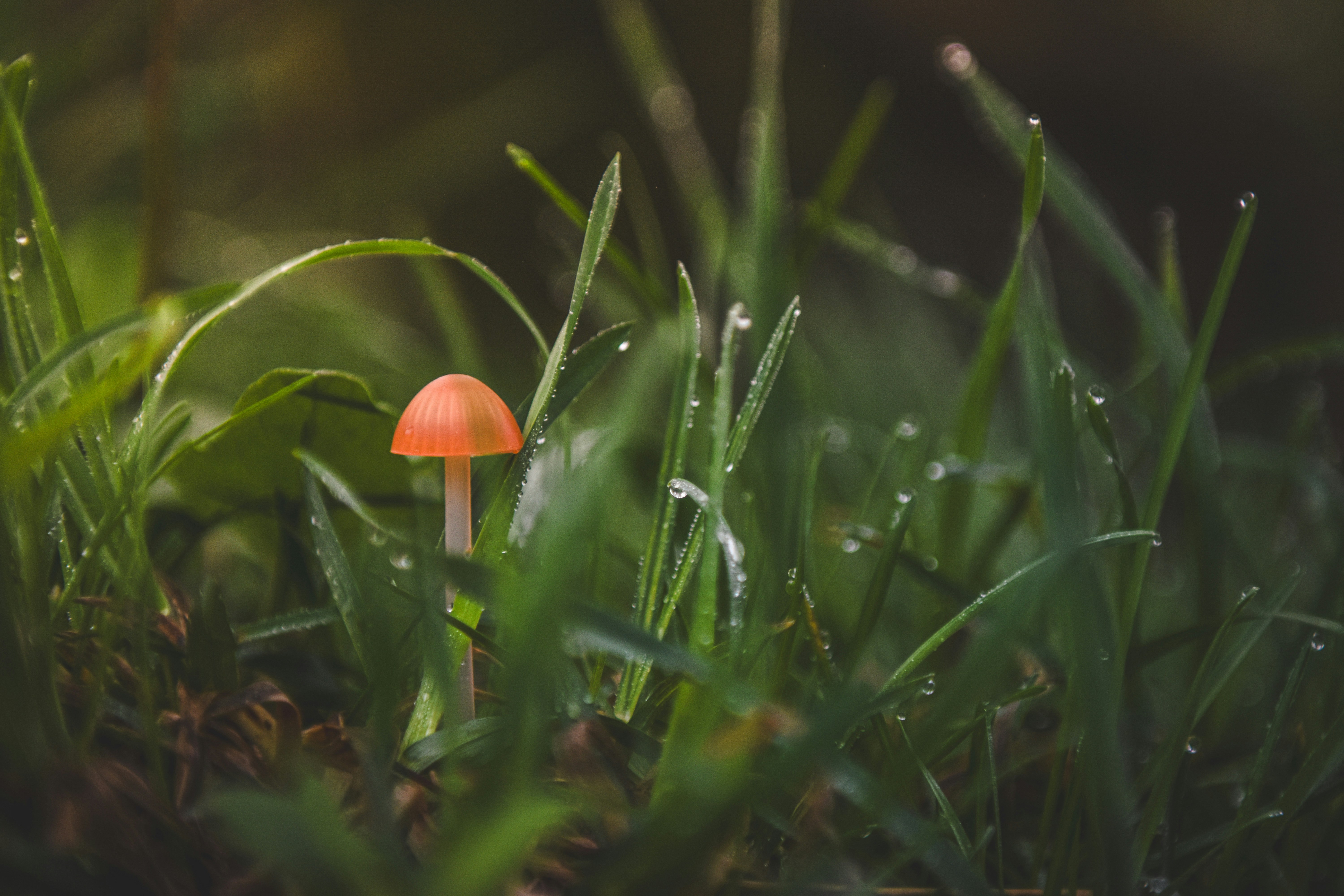 Orange Cap in the Grass: A Tiny Fungal Beacon