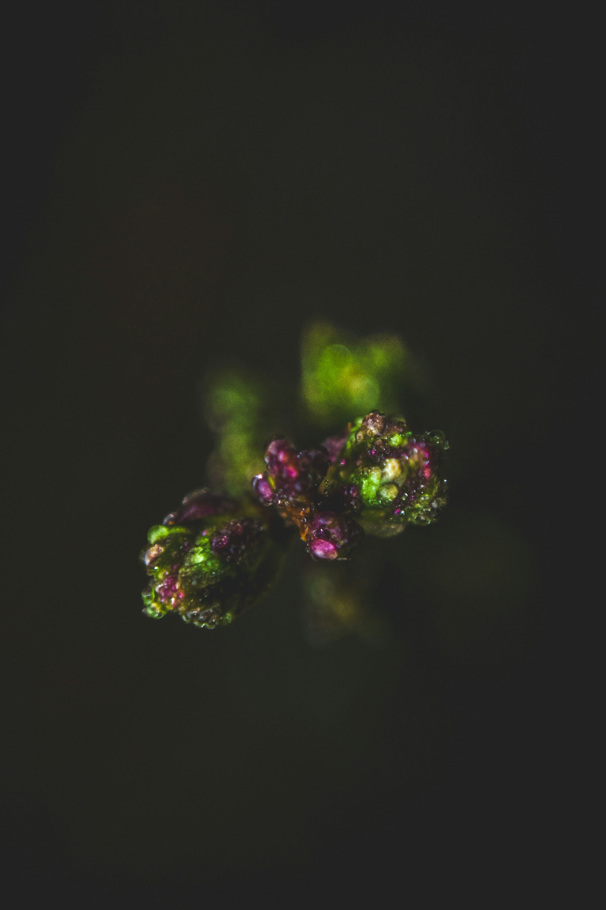 Dew-Kissed Buds: A Tiny Burst of Color in Darkness