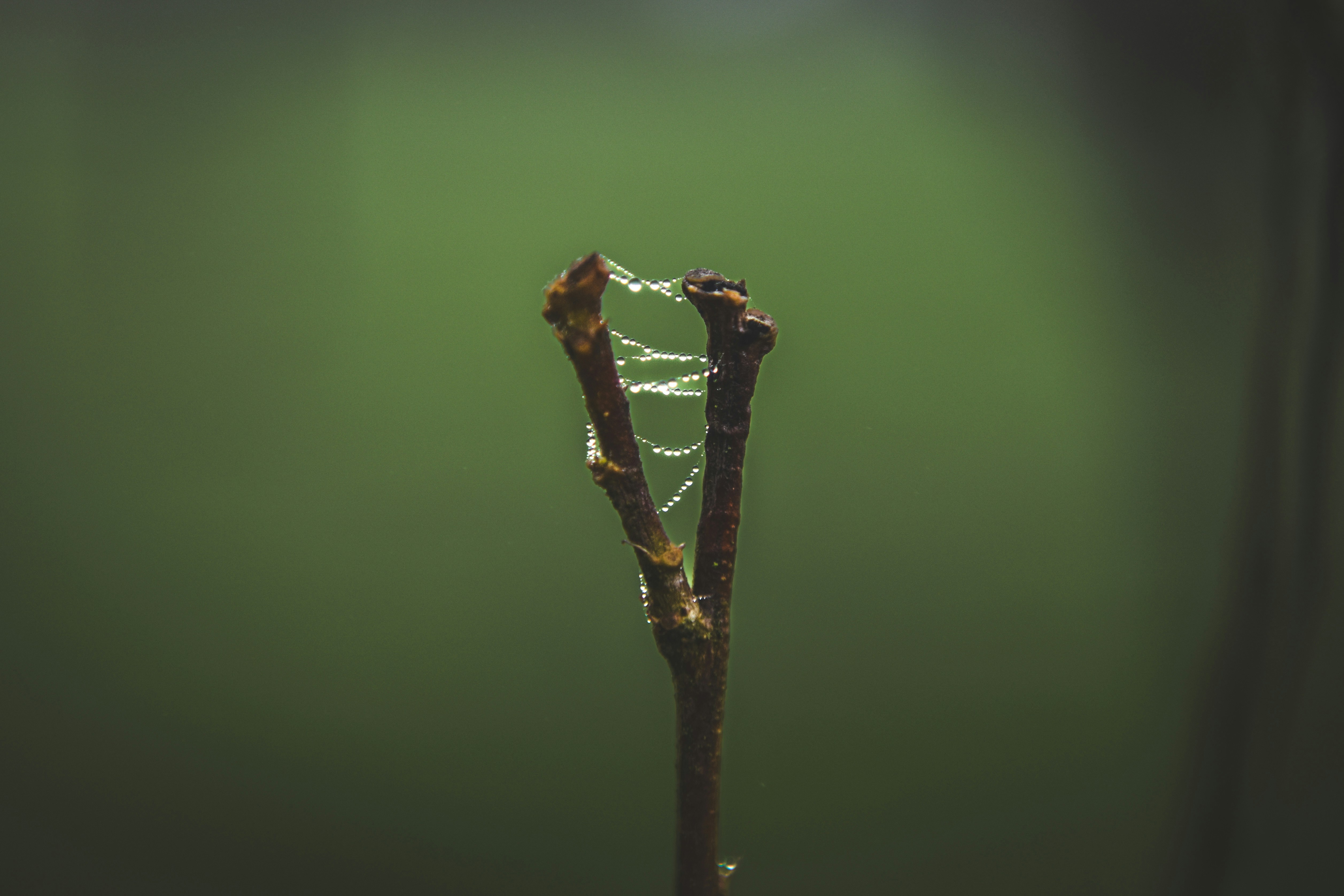 Dew-Threaded Twig: A Delicate Web of Morning Light