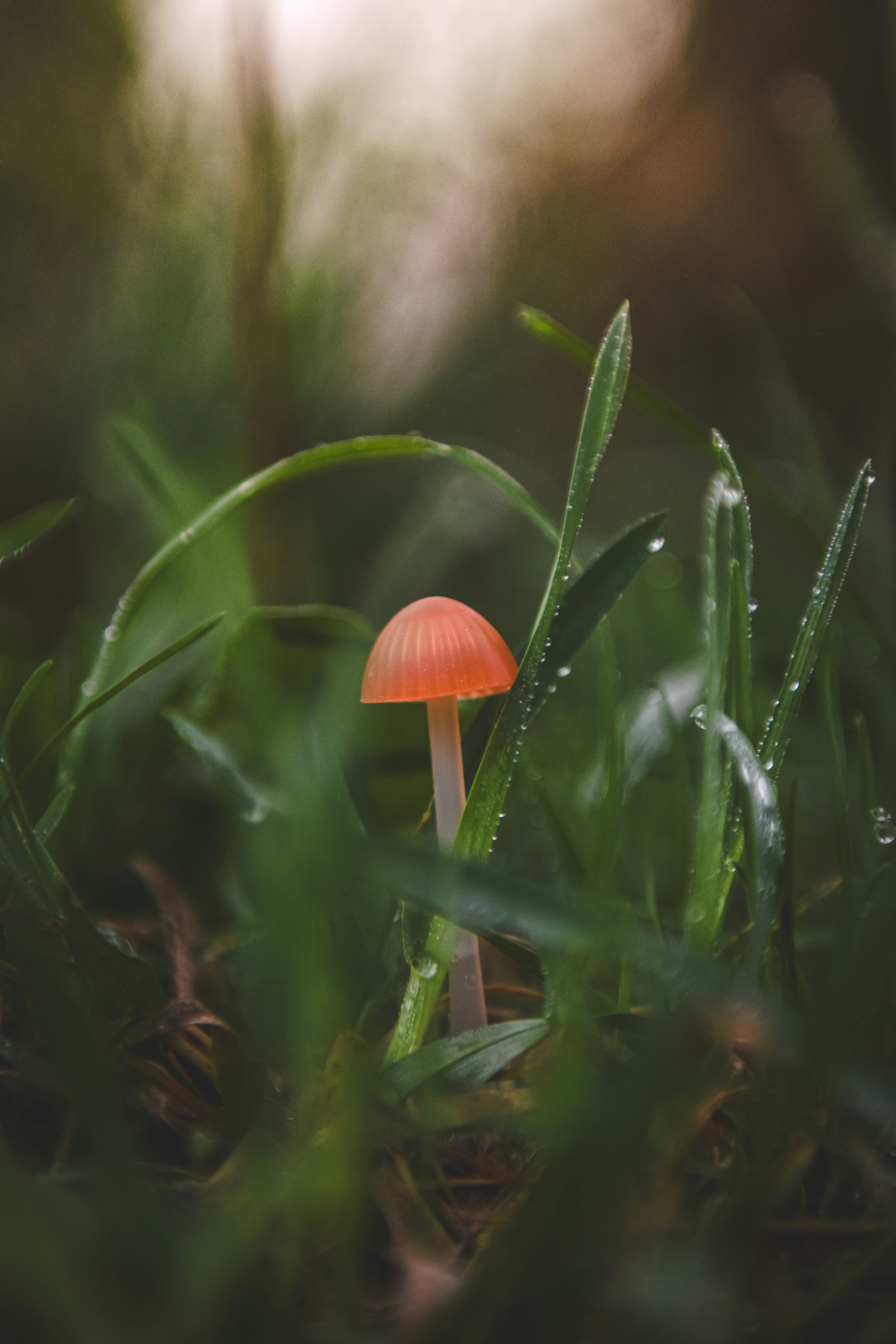 Mushroom in the Mist: a solitary red-capped mushroom amid dew-kissed grass