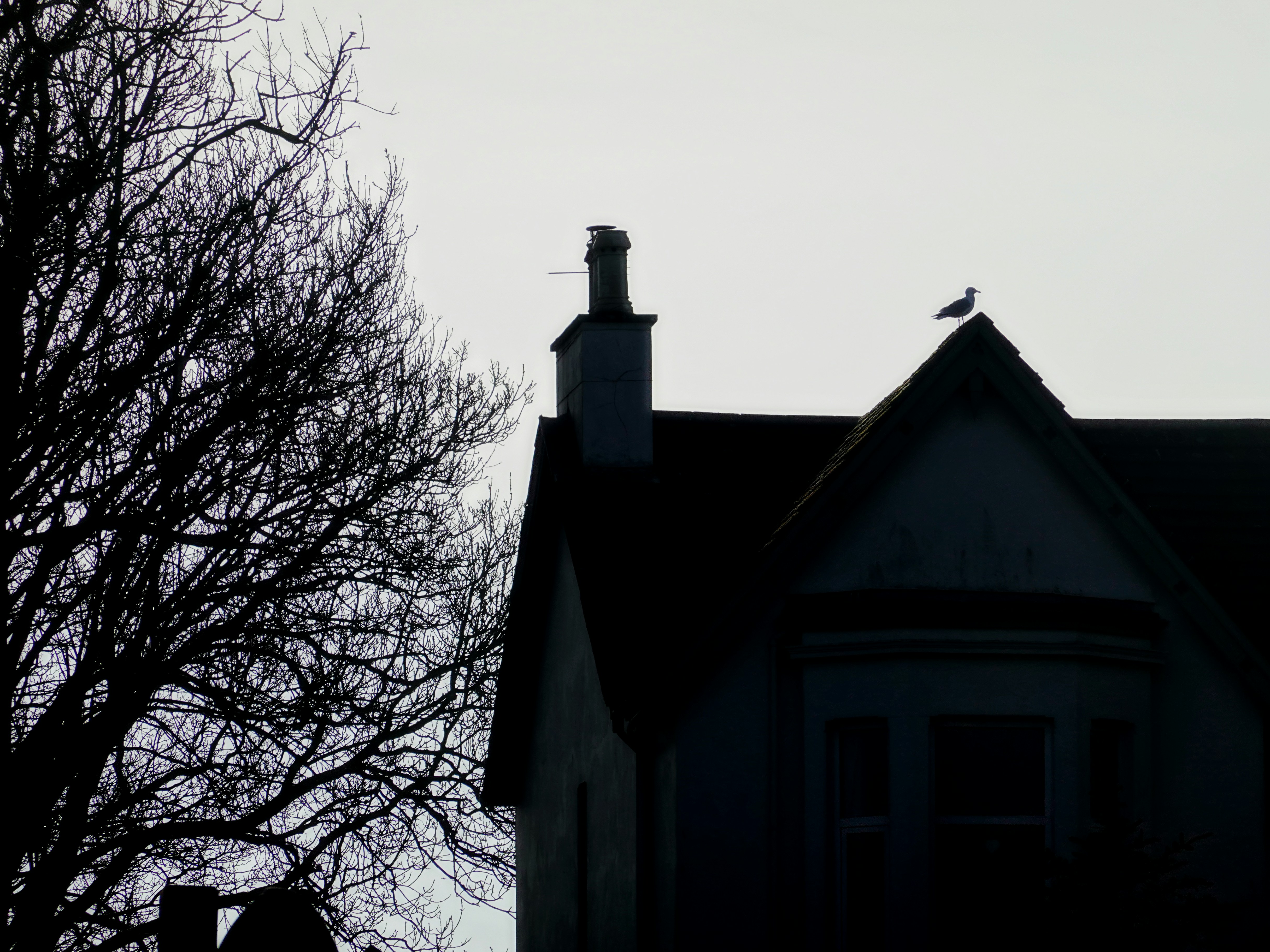 Silhouette on the Ridge: A Gable and a Seabird Quietly Observed