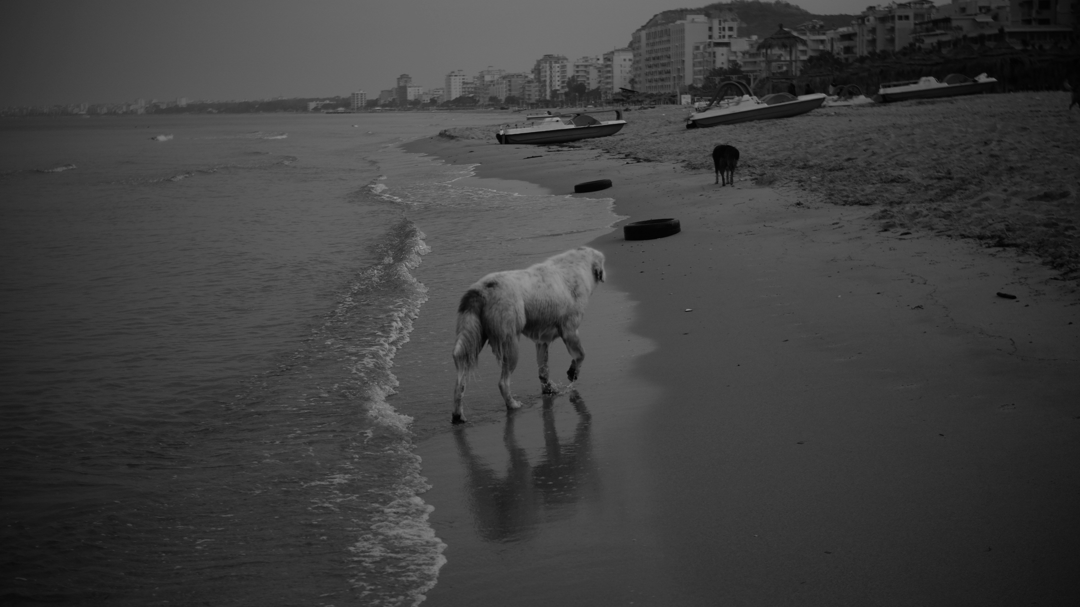 Lonely Dog at the Edge of a Distant Shore