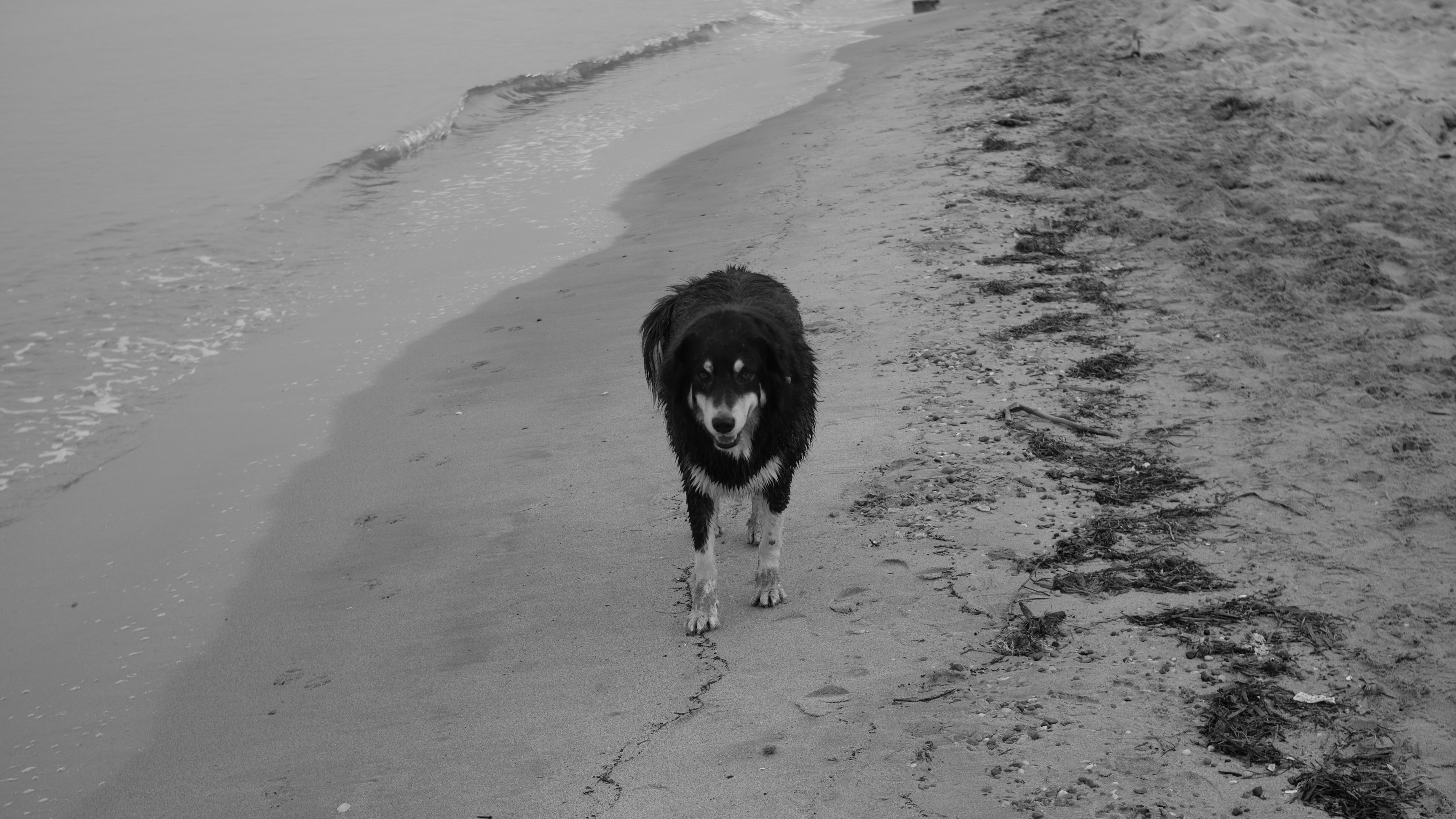 A Lone Beach Stroll: Dog's Weary Gaze on a Quiet Shore