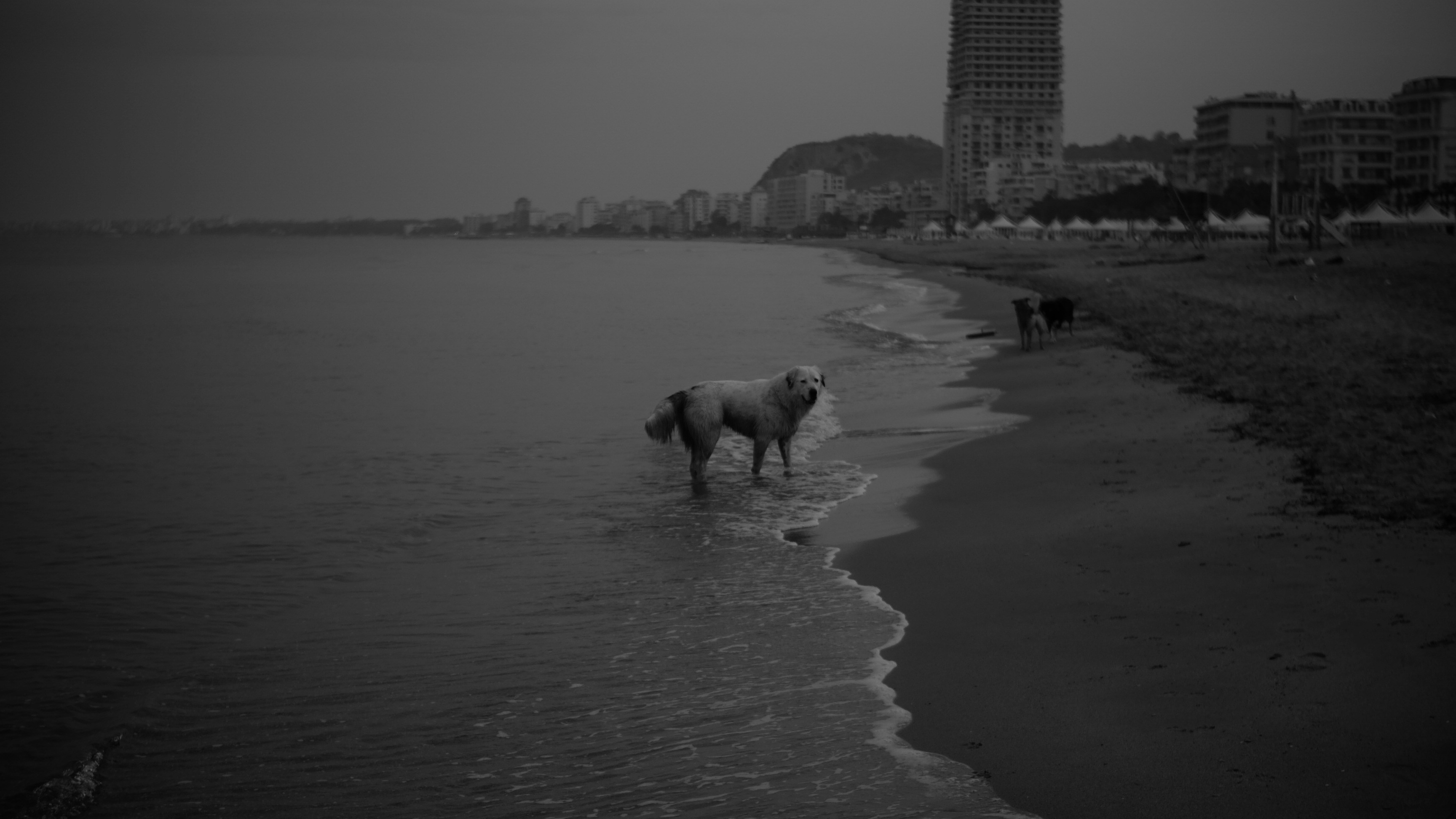 Lonely Beach Walker: A Dog in the Tide under Quiet Skyscrapers