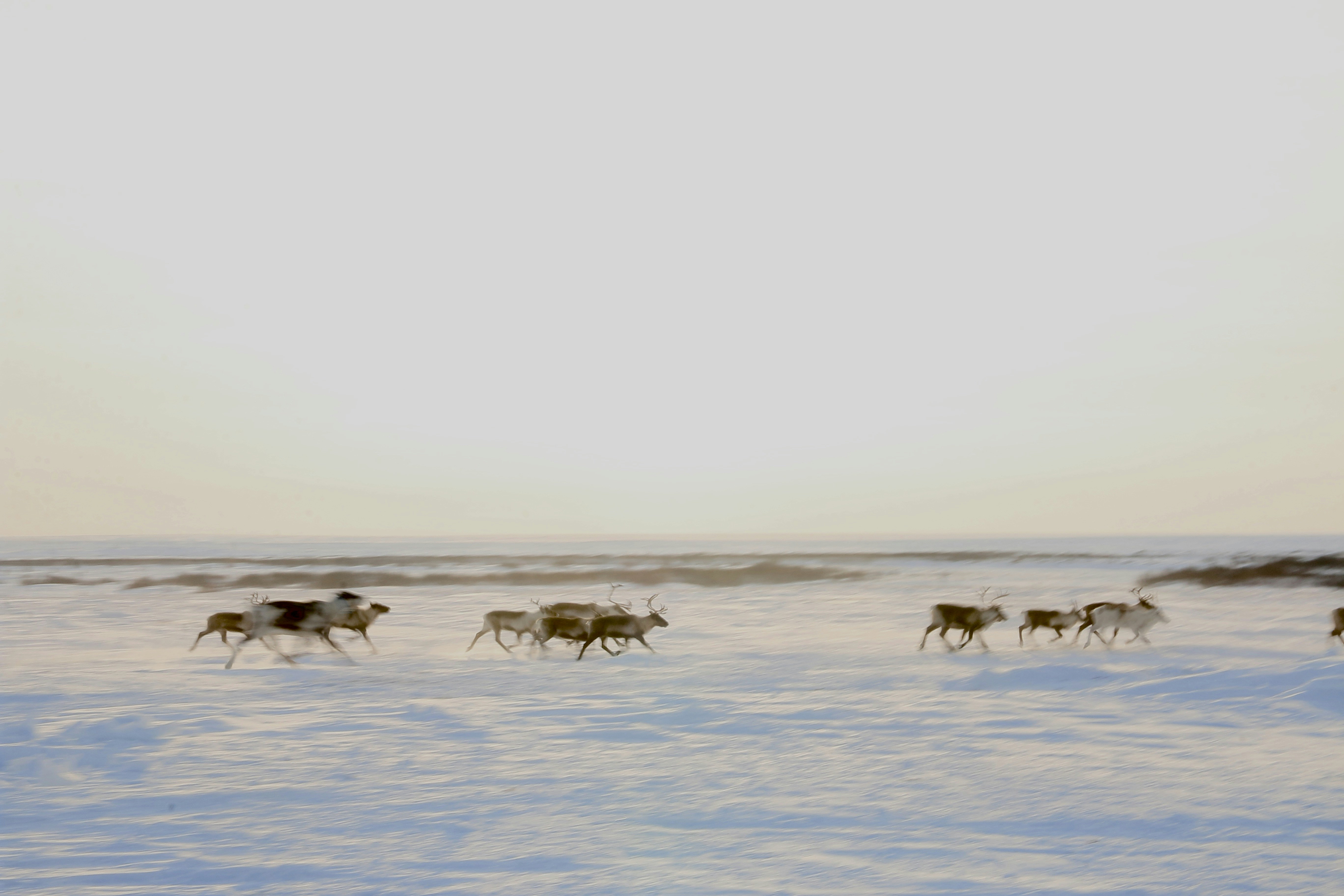 Herd in Soft Light Over Snow