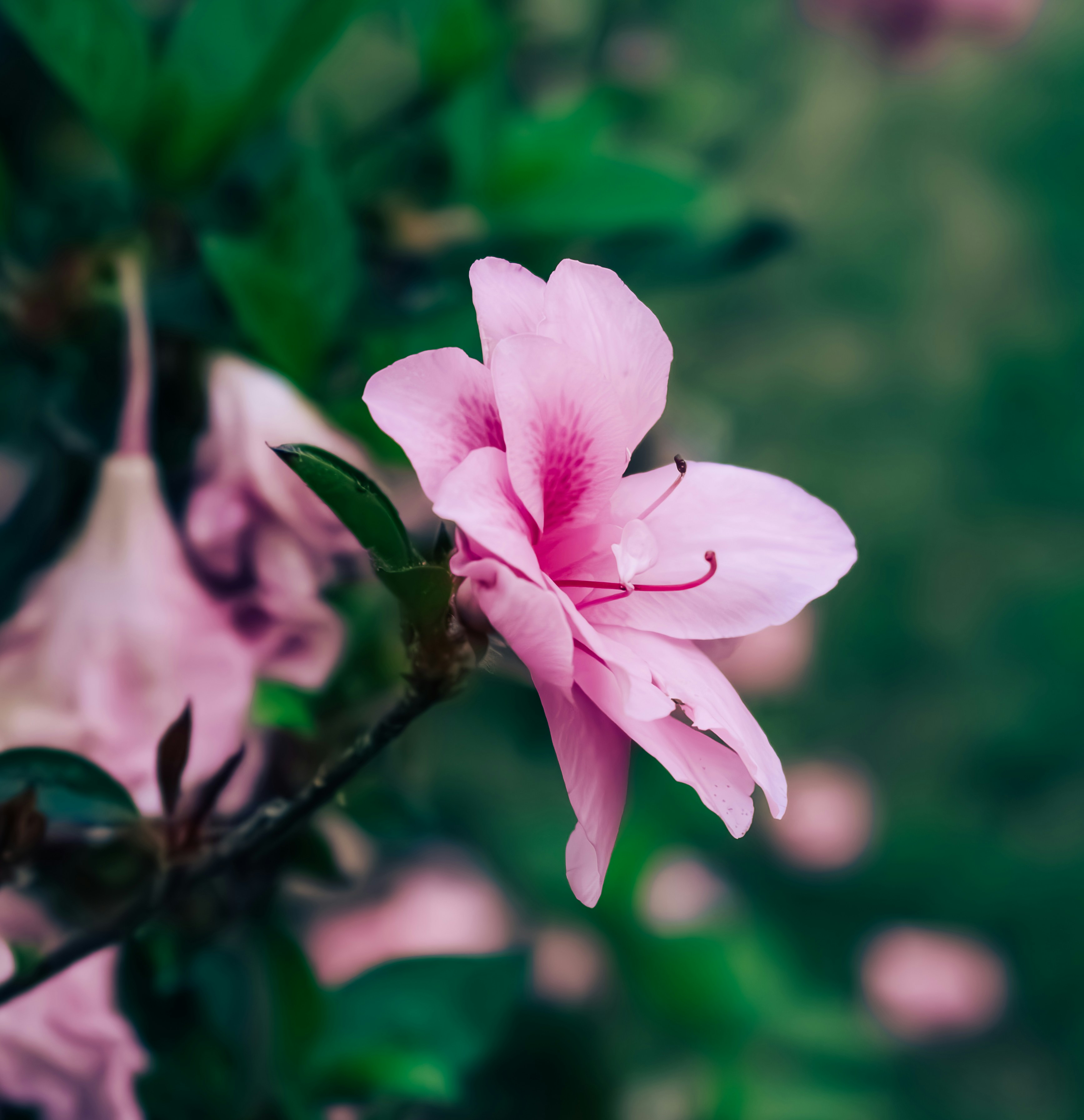 Pink Hibiscus in Focus: Soft Blur and Quiet Depth