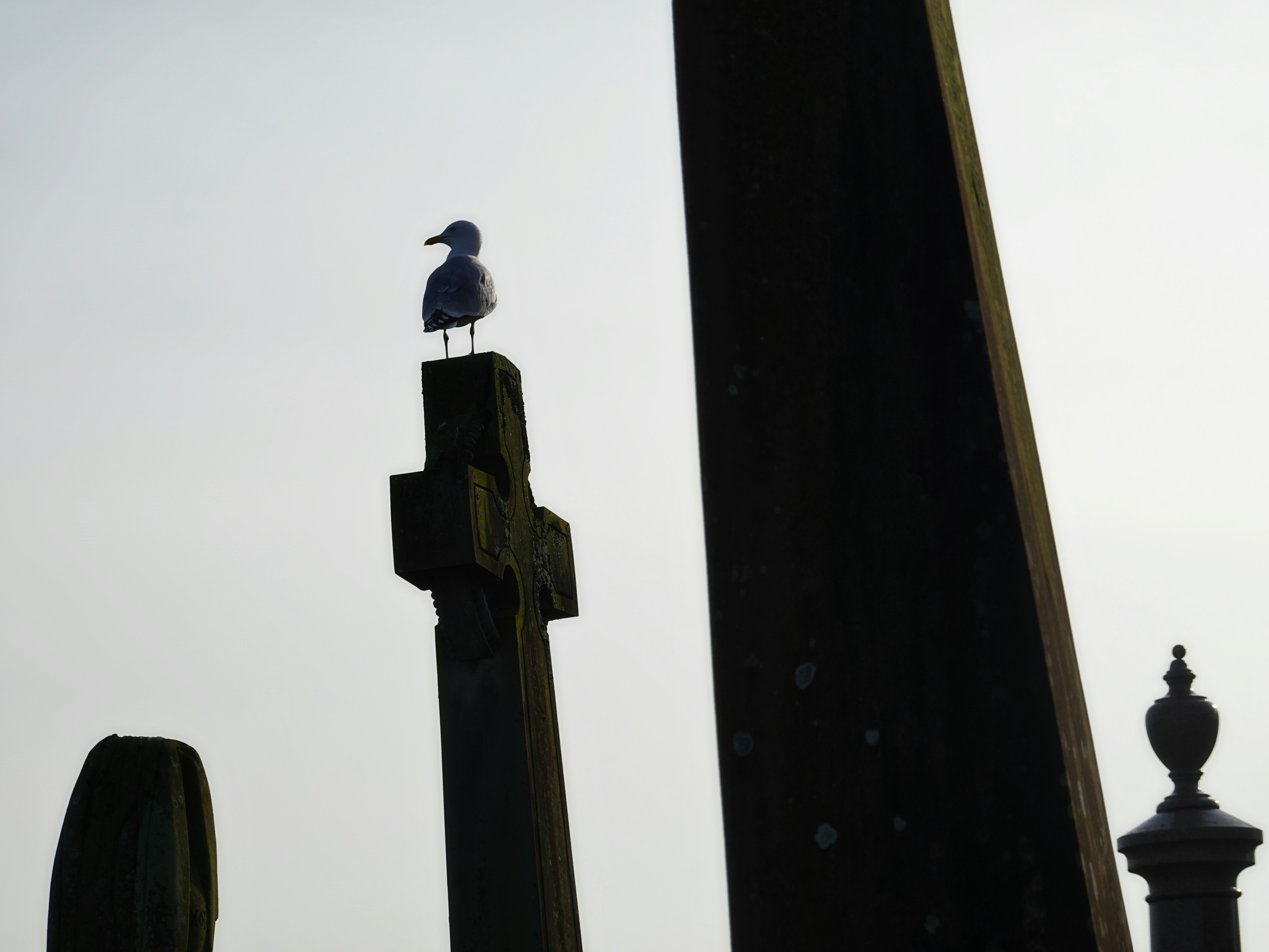 Seabird on a Wooden Spire Against a Harsh Silhouette