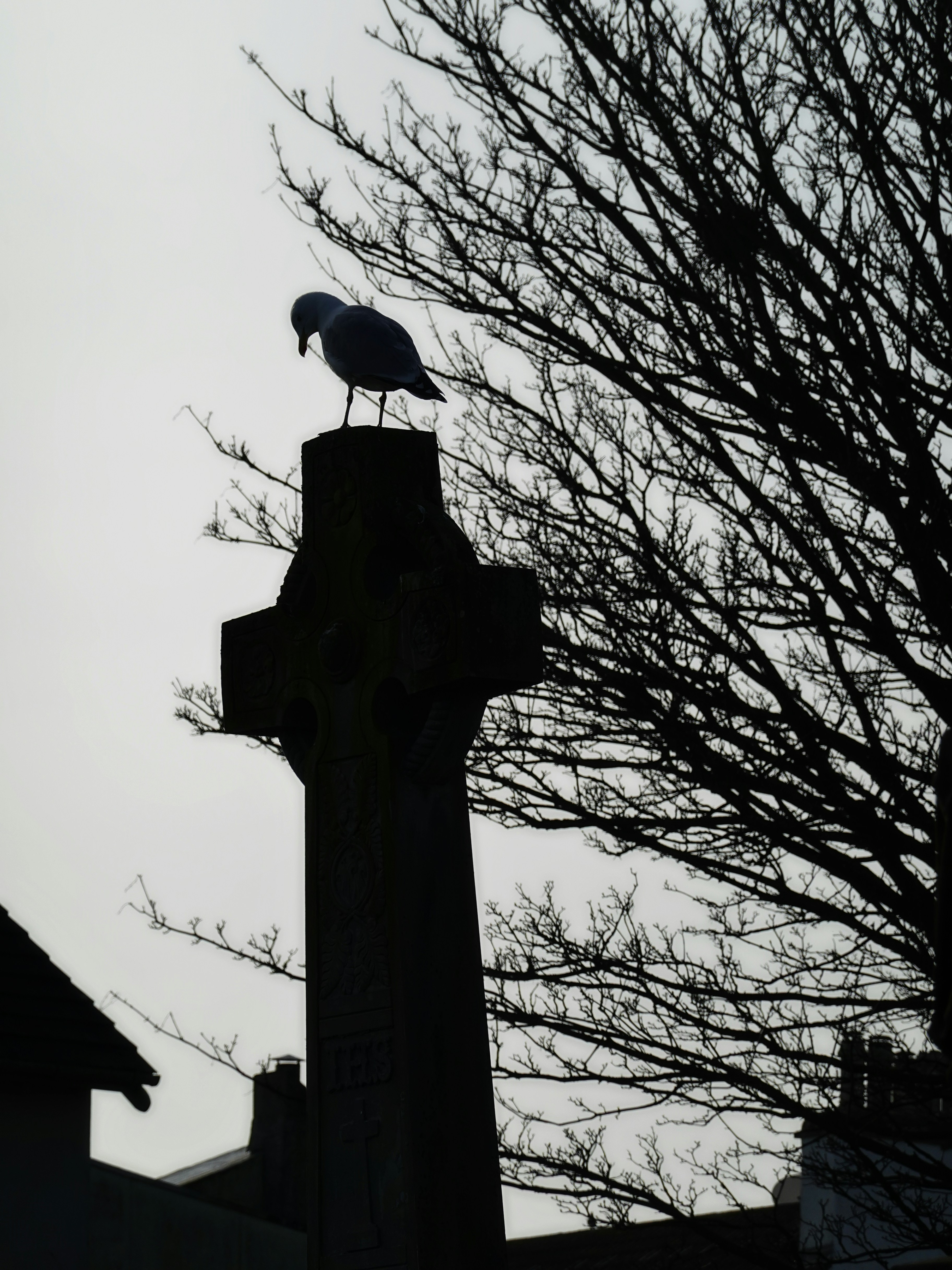 Silhouette of a Seabird Standing Watch on a Monument