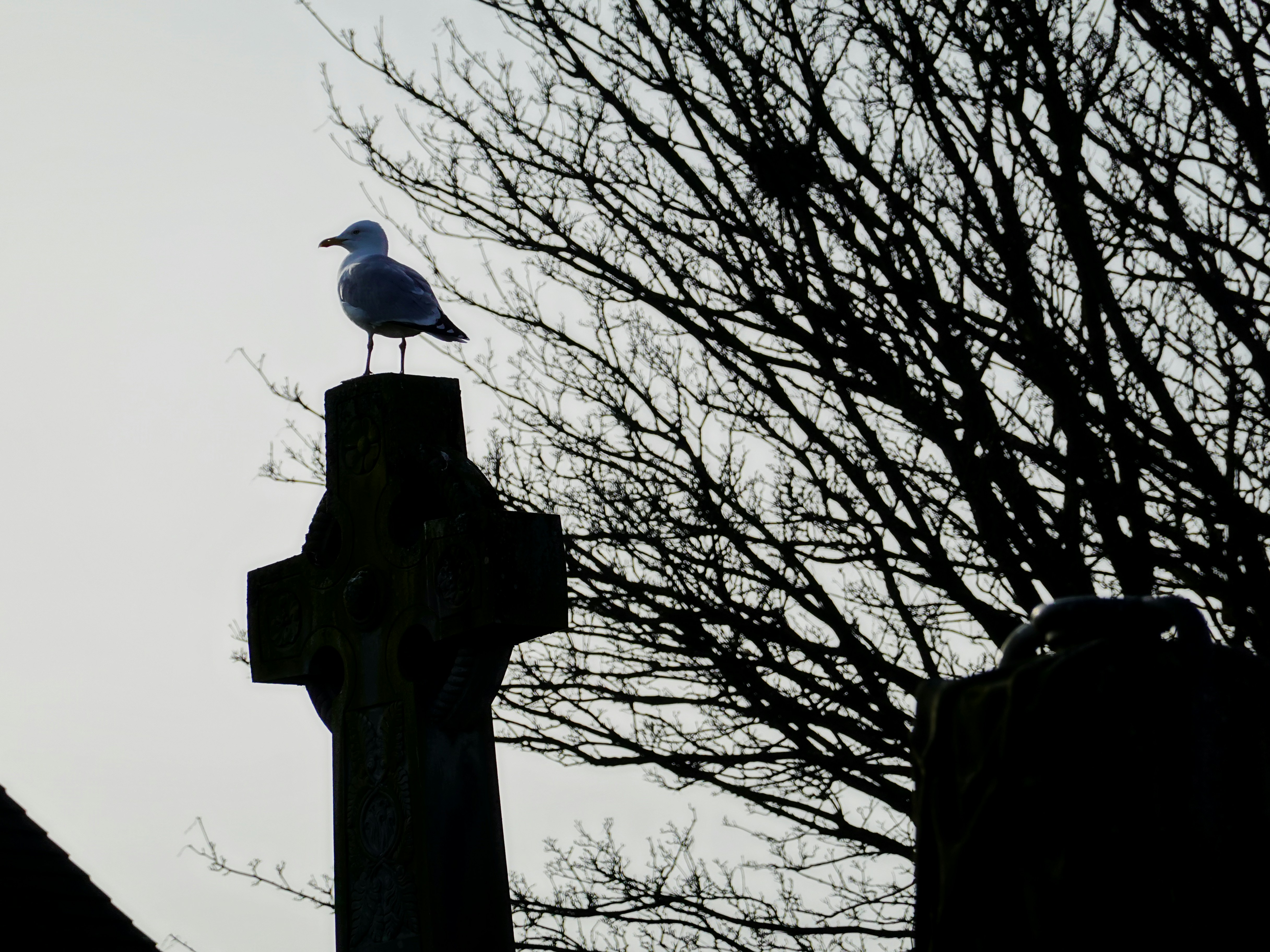 Seabird Sentinel: A lone gull atop a weathered cross at dusk