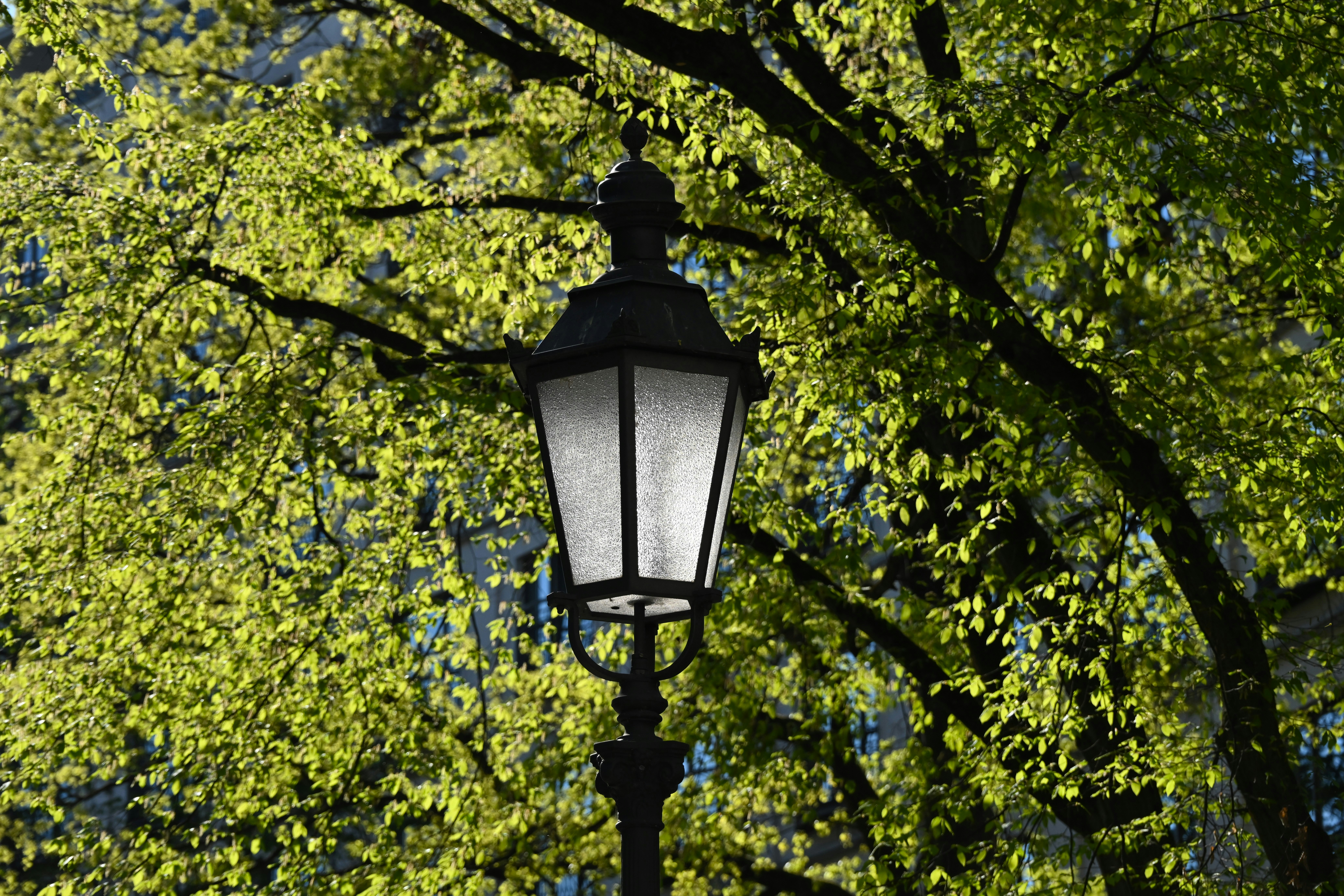 Gaslit Elegance: A Central Lantern Amid Verdant Canopy