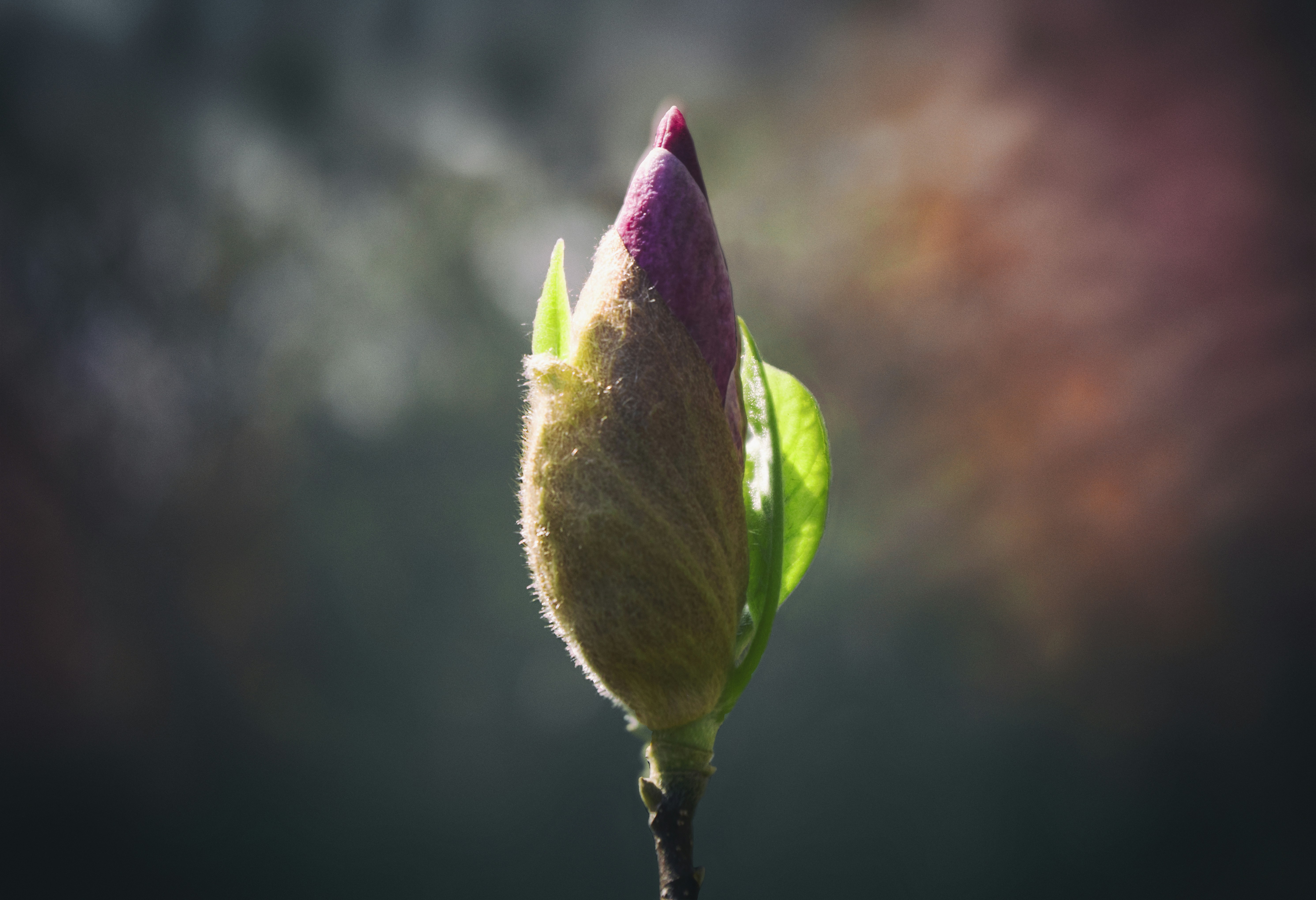 Emerging Bud: a solitary bloom reaching toward the light