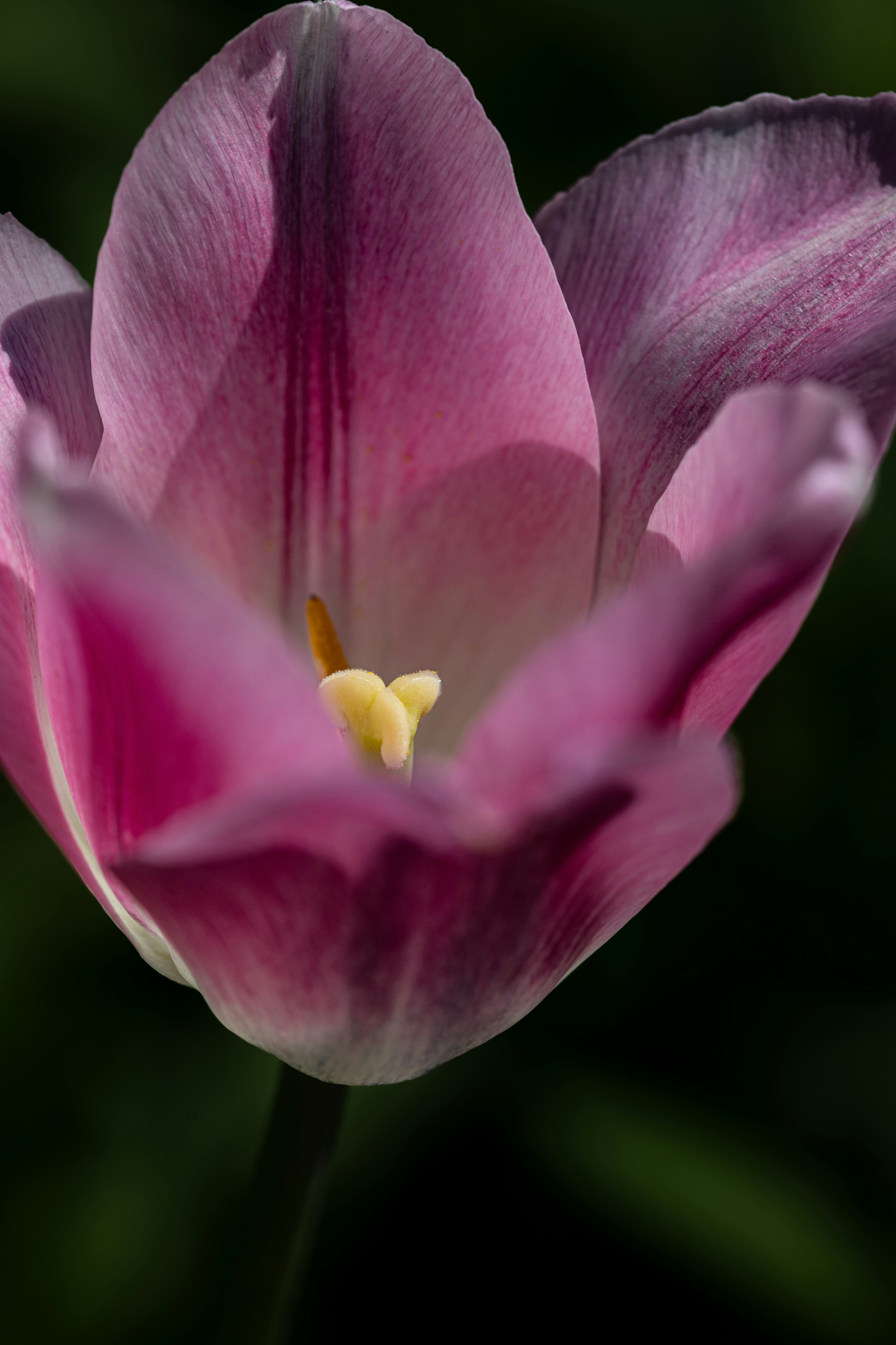 Crimson Cup: A Tulip’s Velvet Veil Draws You In