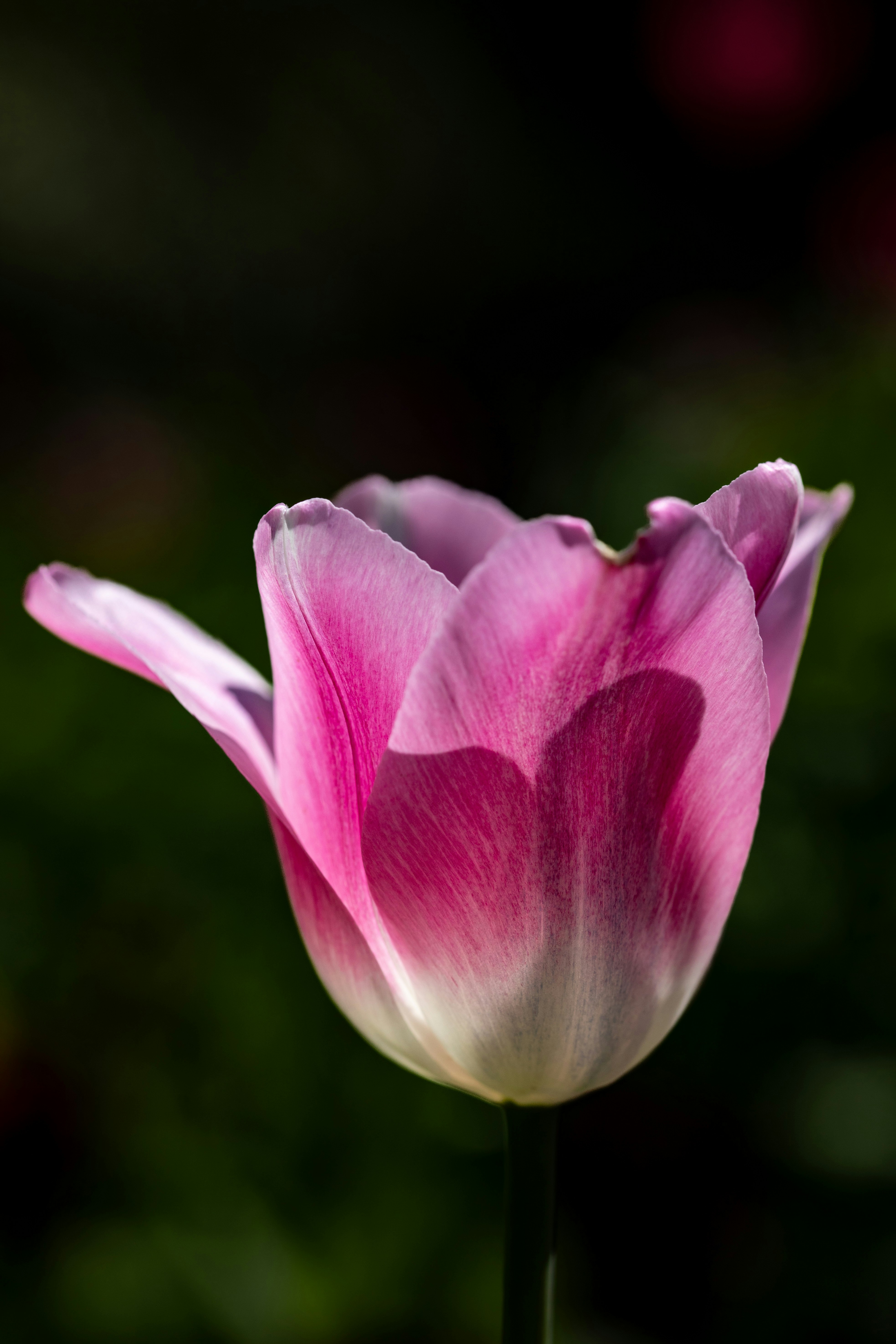 Pink Cup: A Tulip Reaches for Light