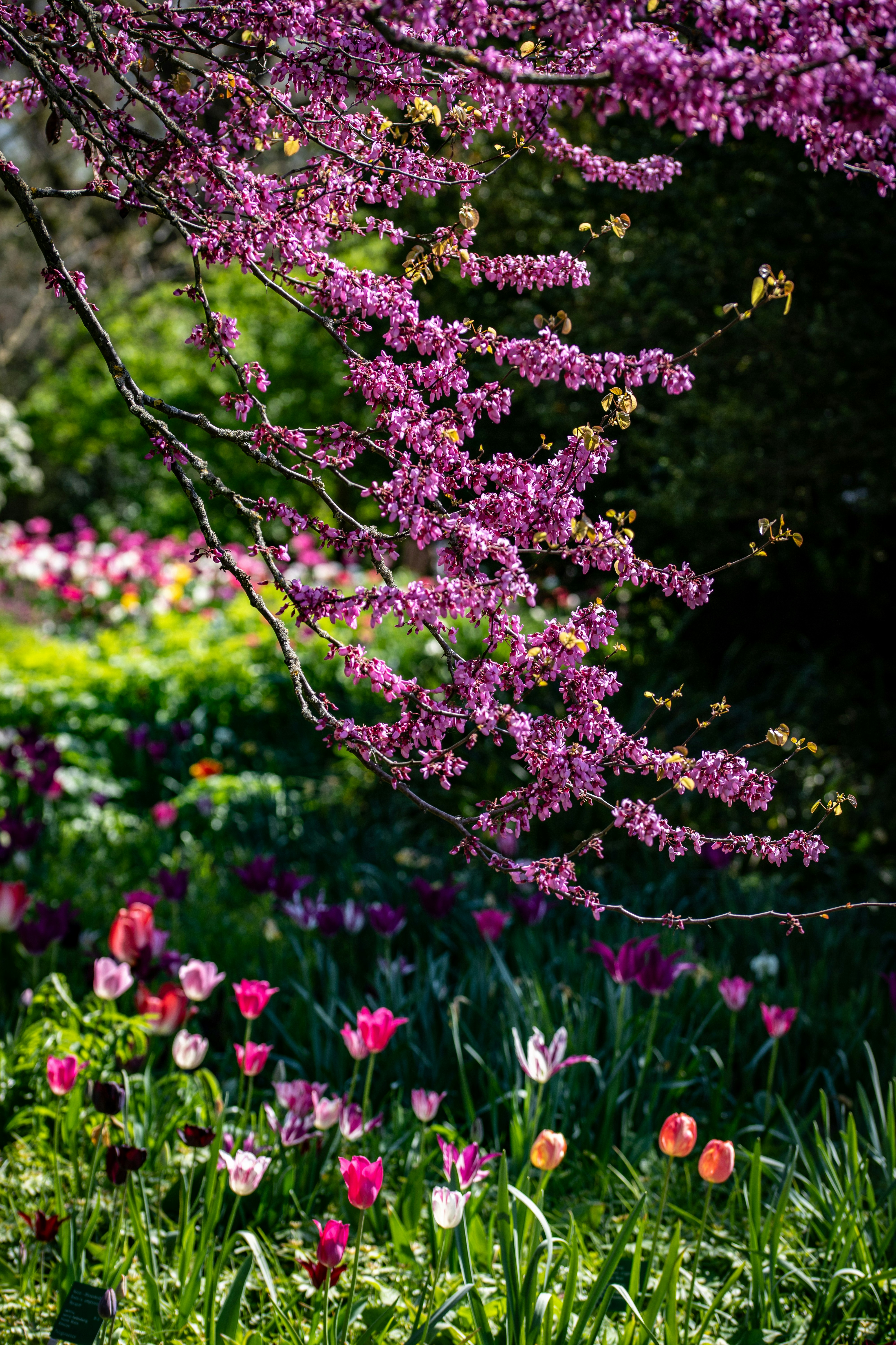 Blossoms Over a Tabled Sea of Tulips