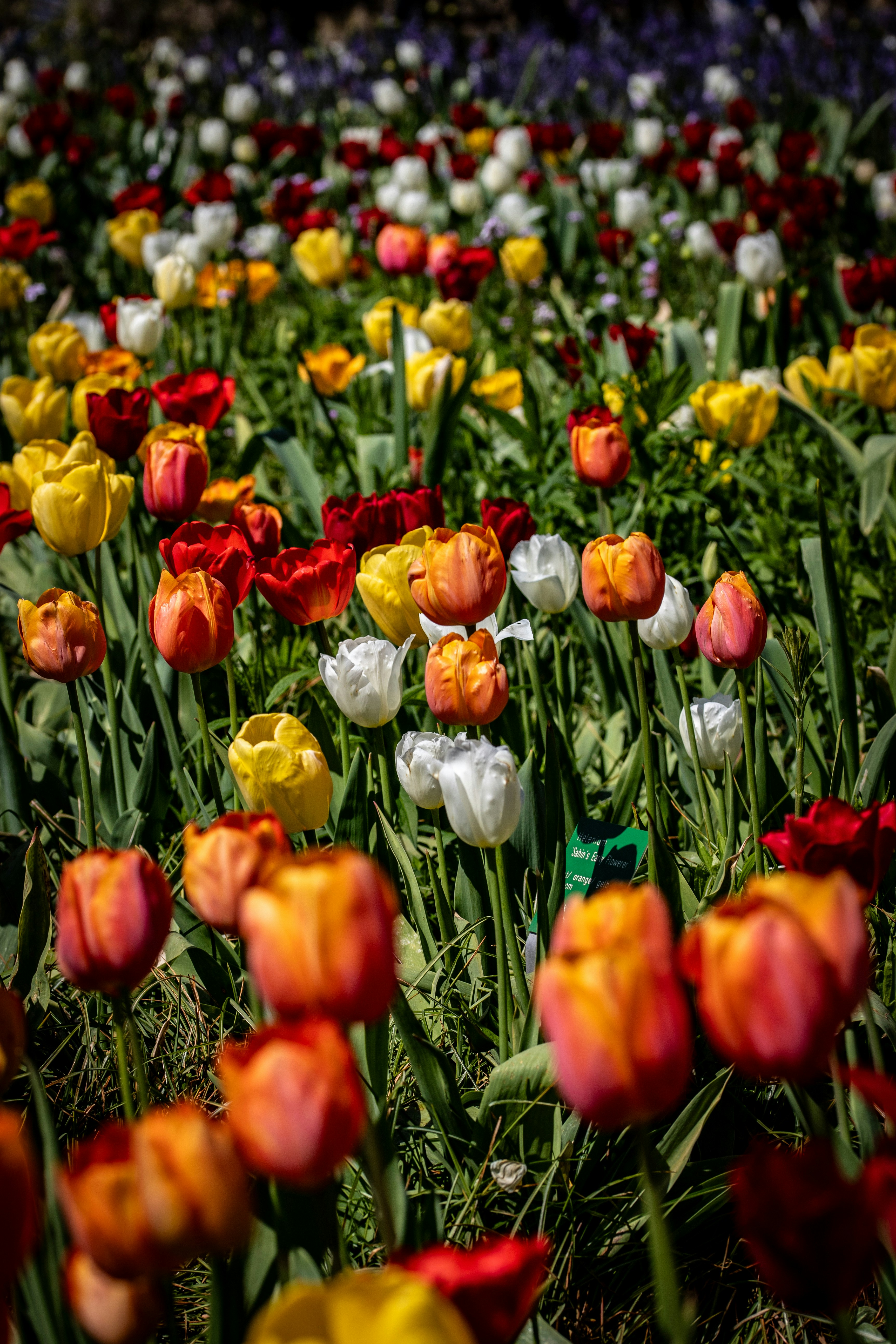 Vibrant Tulip Field: Dawn of Color
