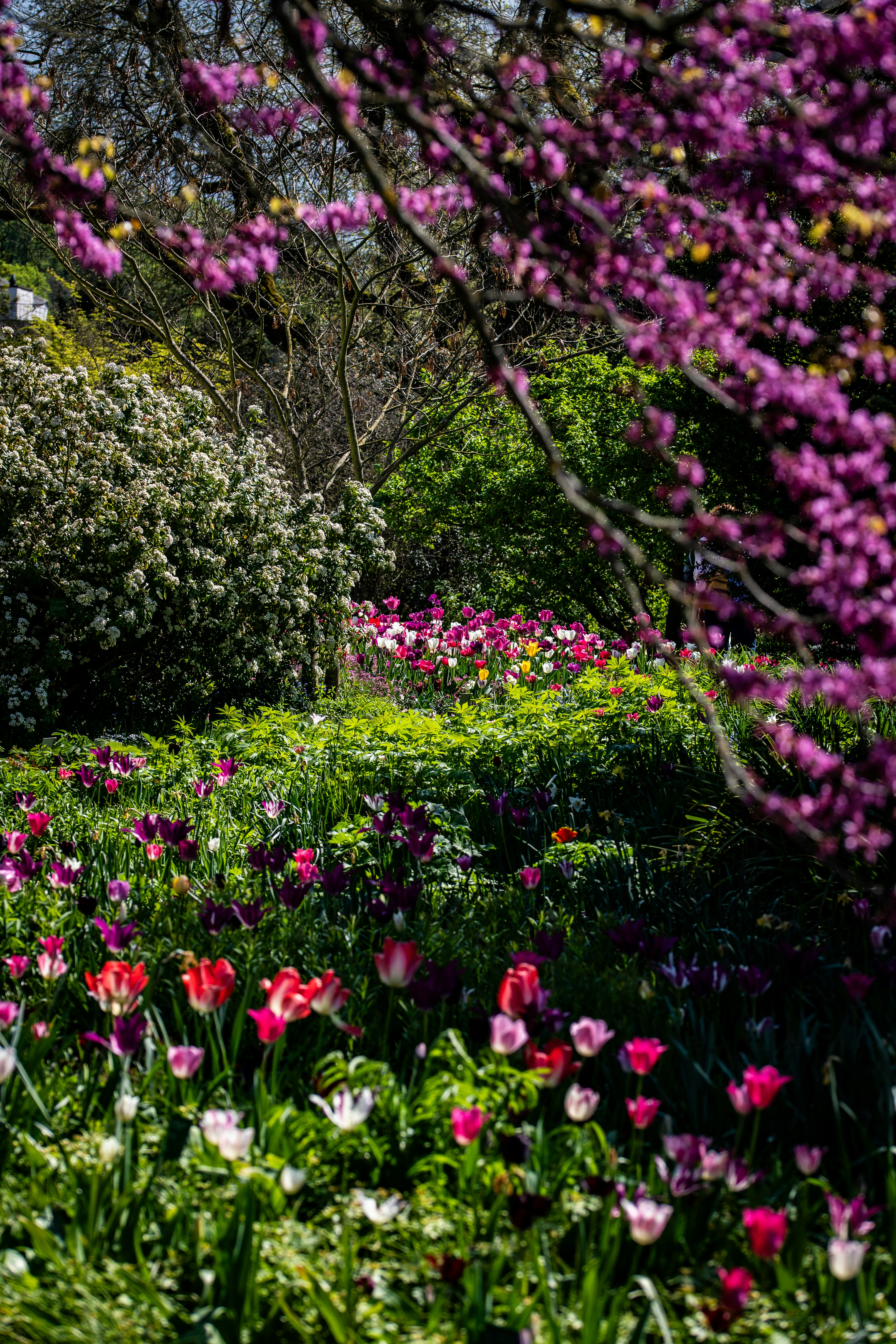 Spring Garden Corridor: A Colorful Tulip Path Framed by Blossoms