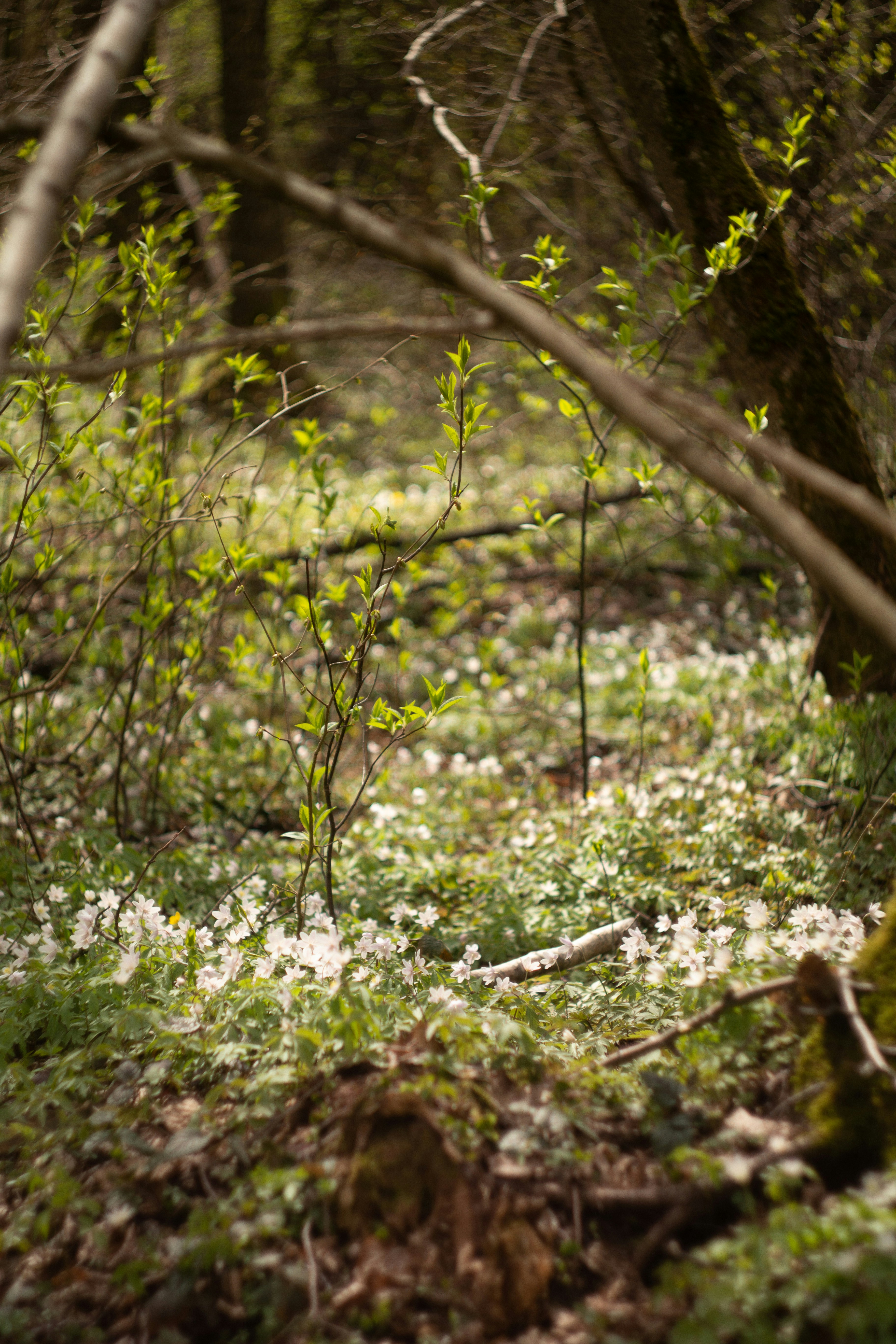 Whispering Wood: Fresh Green Sprouts Among Quiet Forest Floor