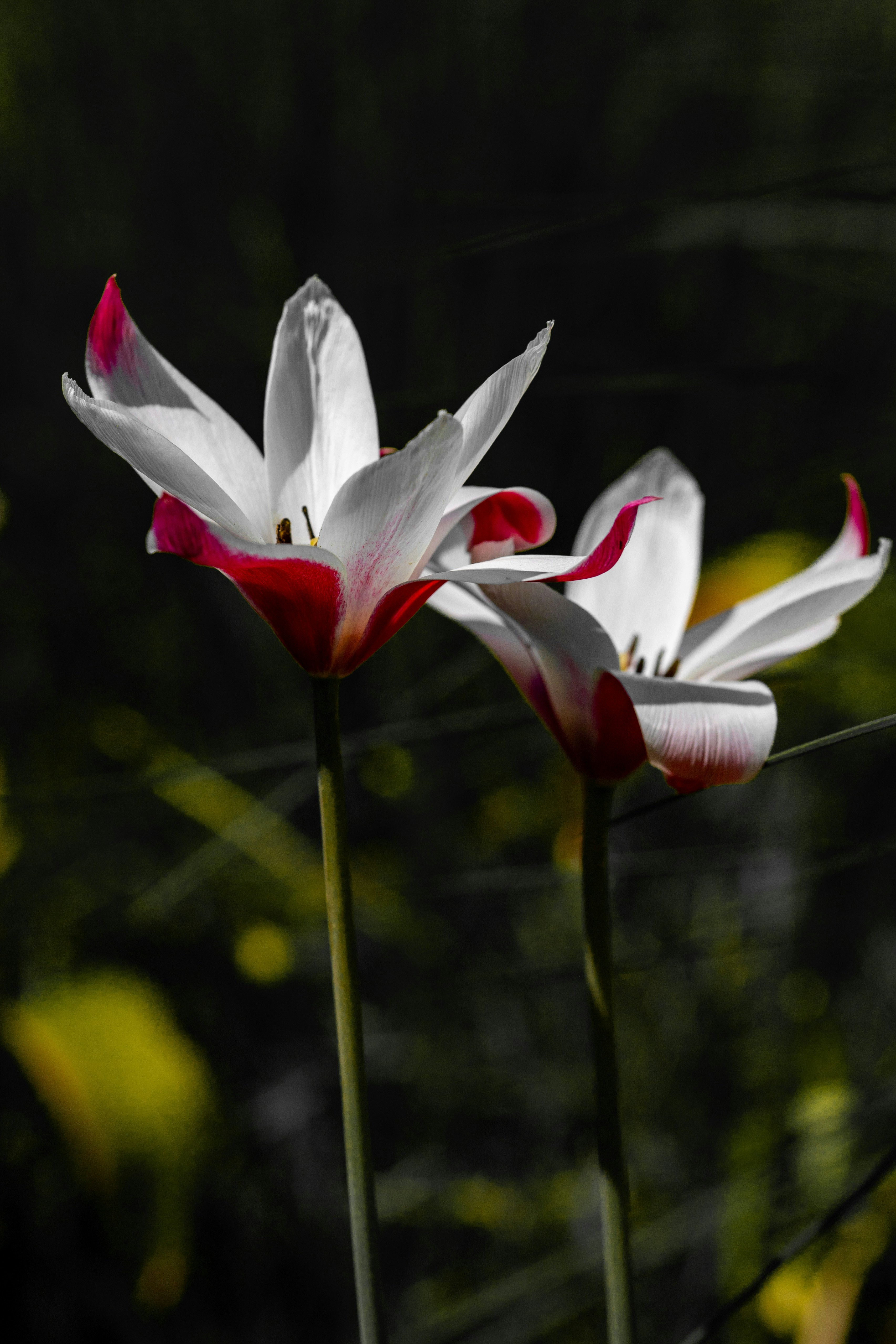 Twin Iris in Focus: Deep Velvet Greens and Petal Light