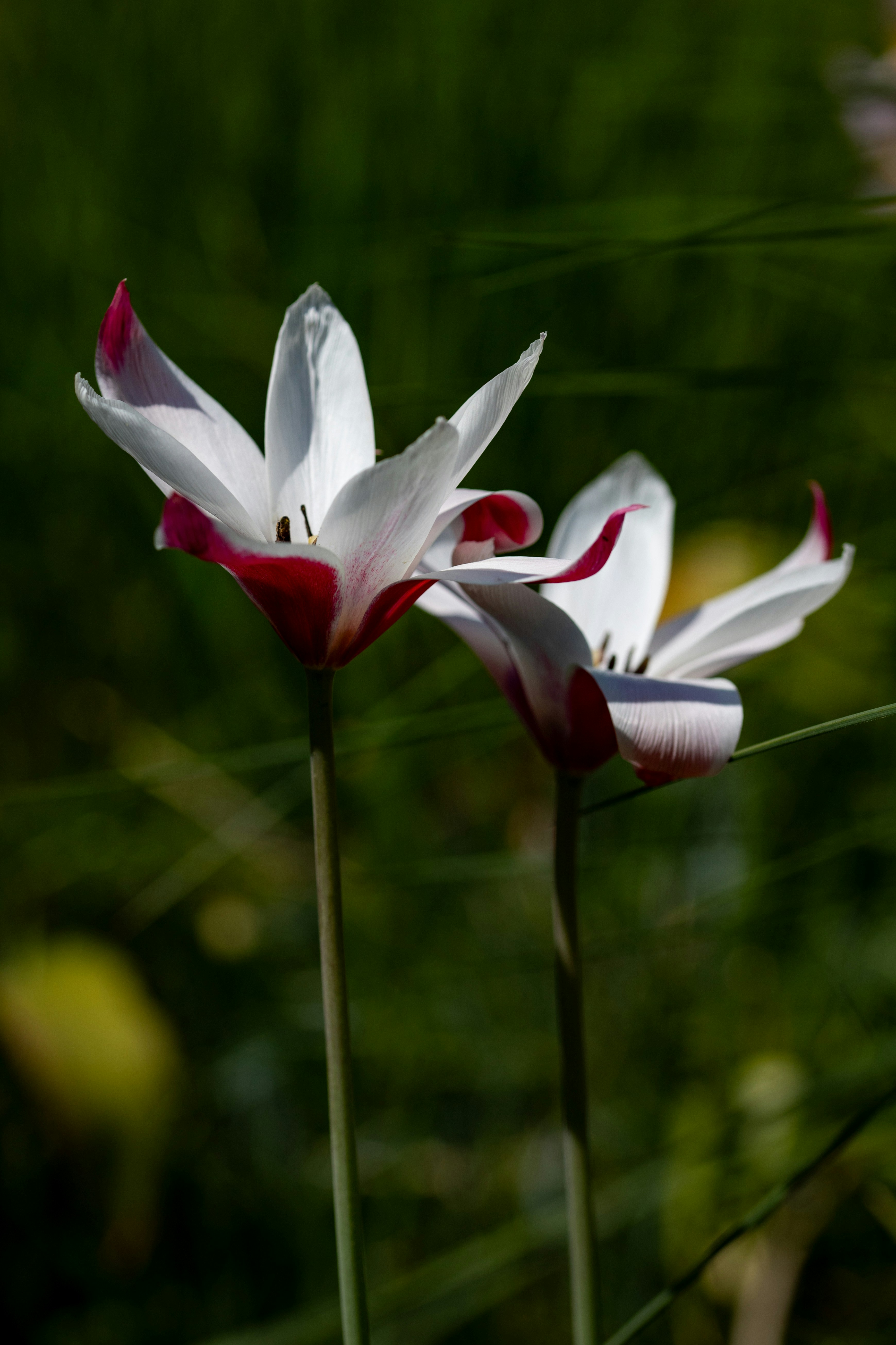 Two white-tipped tulips lean toward the sun in a sunlit meadow