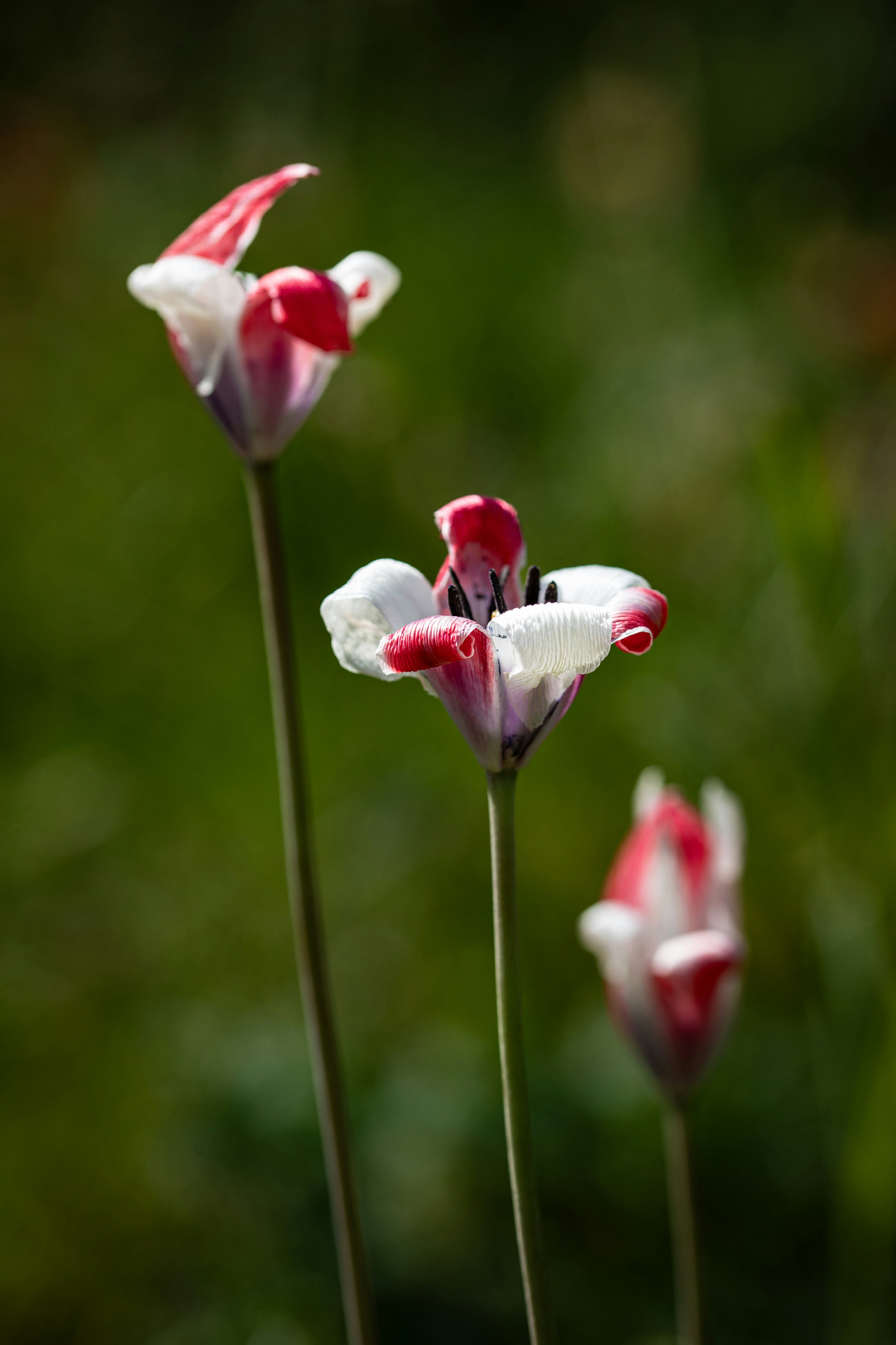 Red-and-White Tulip Serenade in Soft Focus Meadow