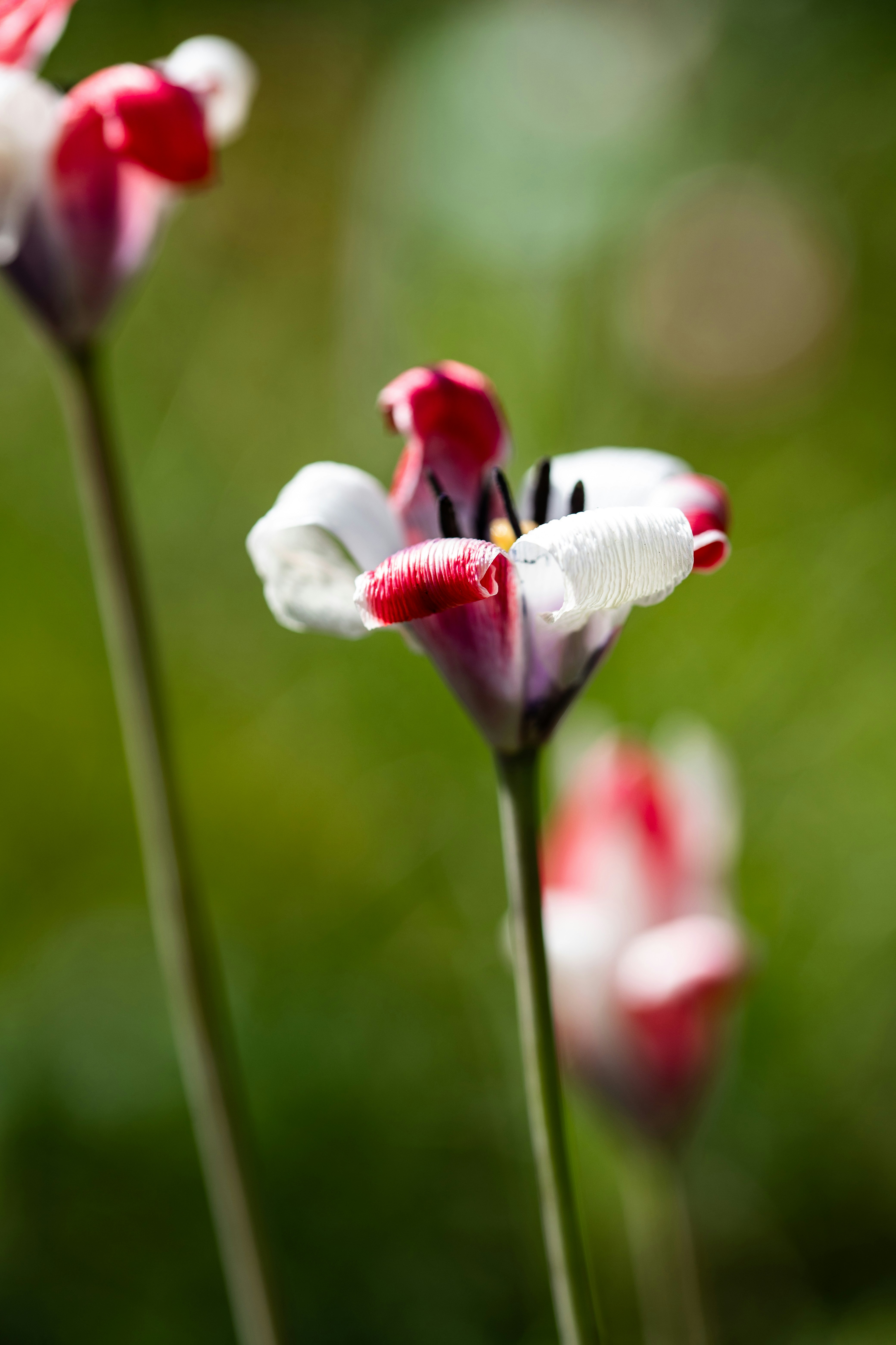 Red-White Petals in Soft Focus: A Delicate Tulip Bloom in Spring Light