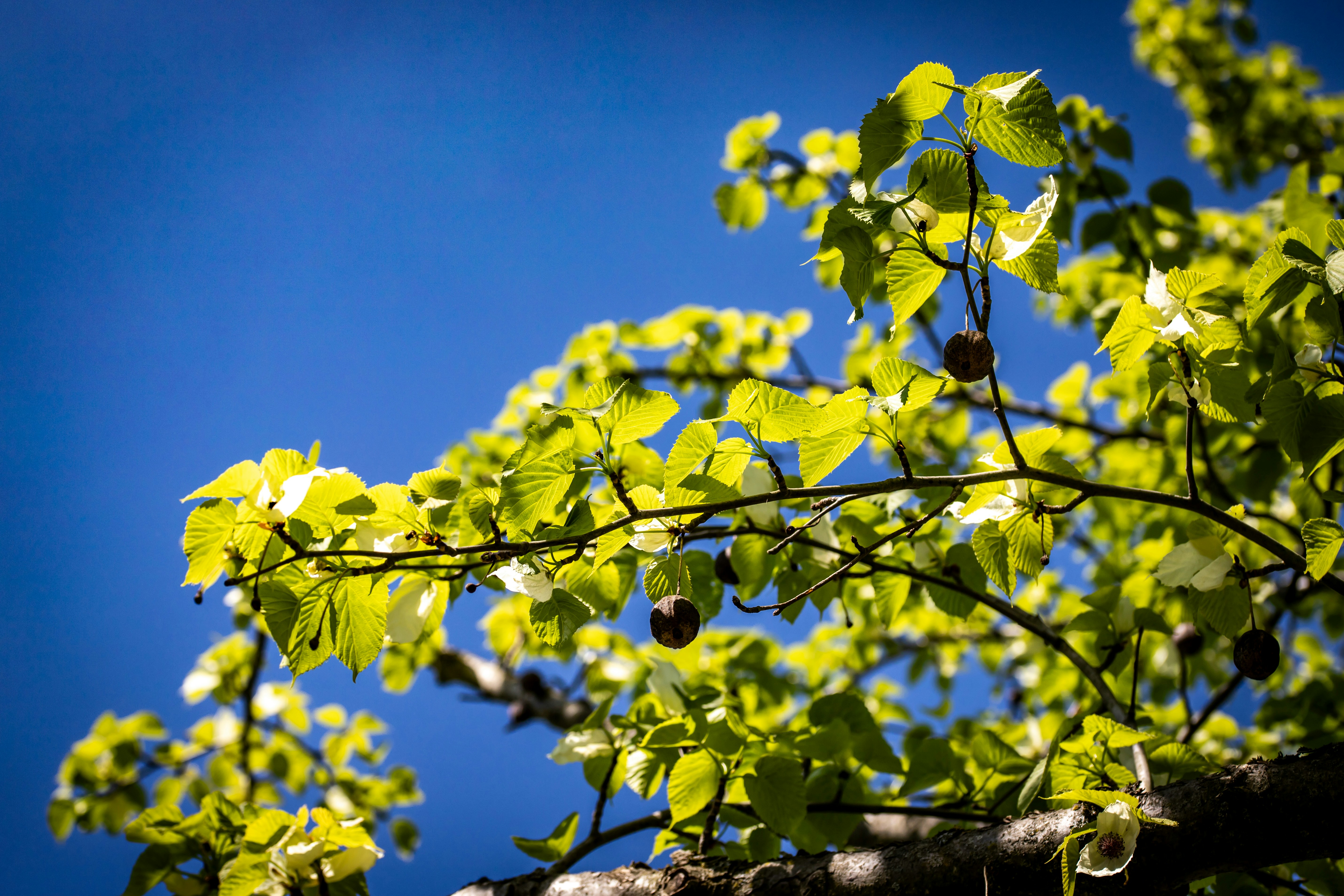 Sunlit Canary Leaves Reach for a Clear Sky