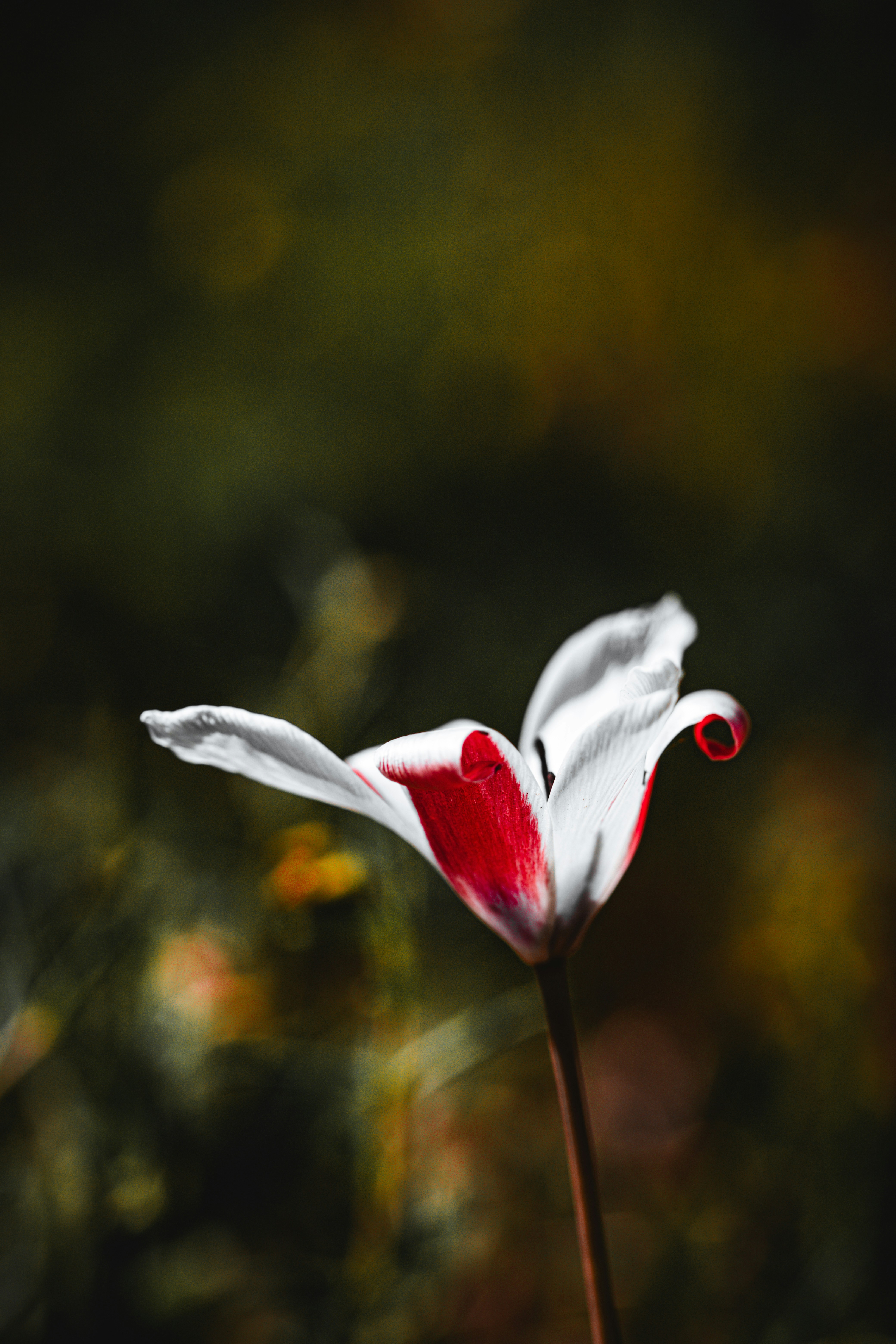 Crimson Petal: A single tulip unfurls against a blurred autumn glow