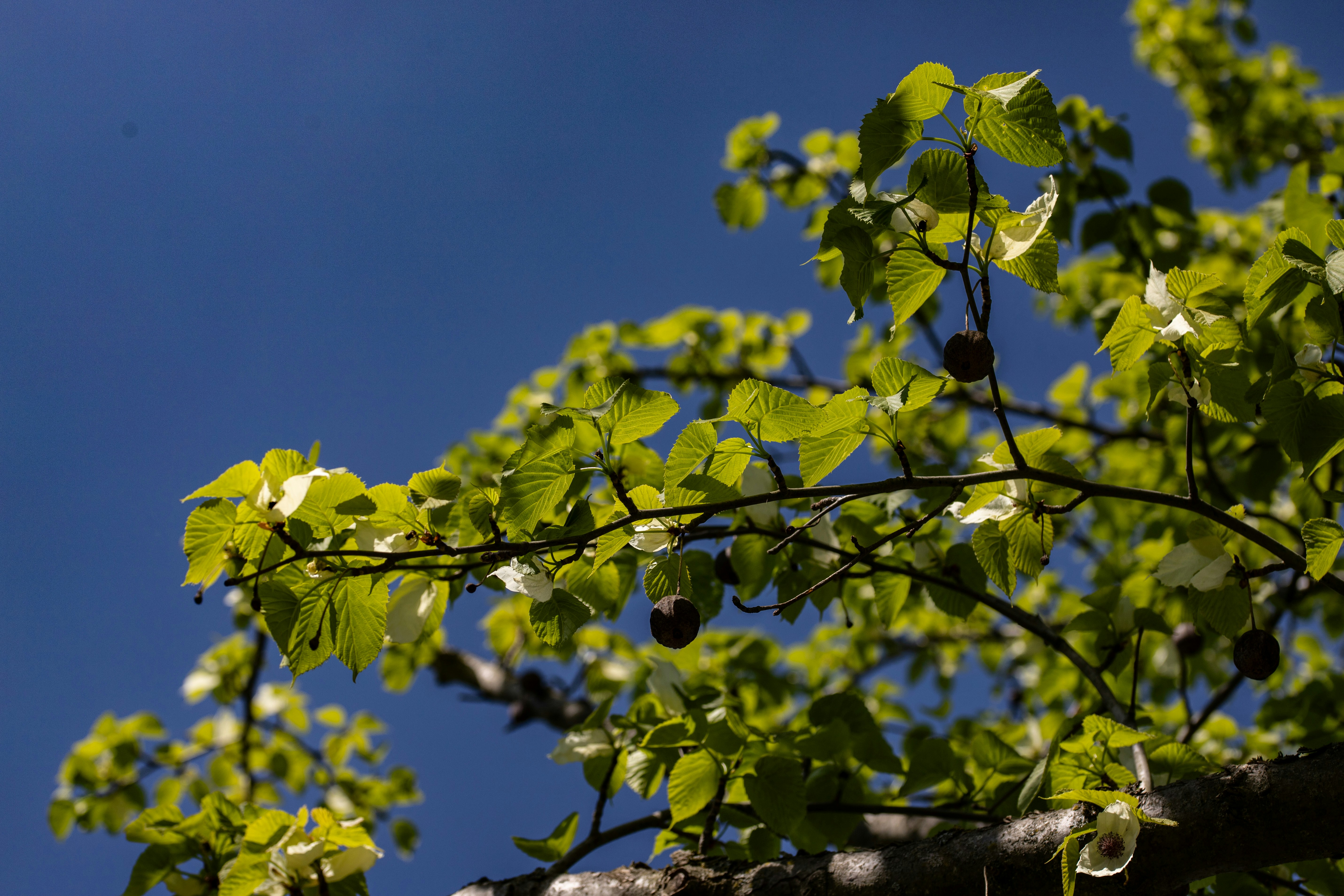 Vivid Maple Branch Reaches Toward a Clear Sky