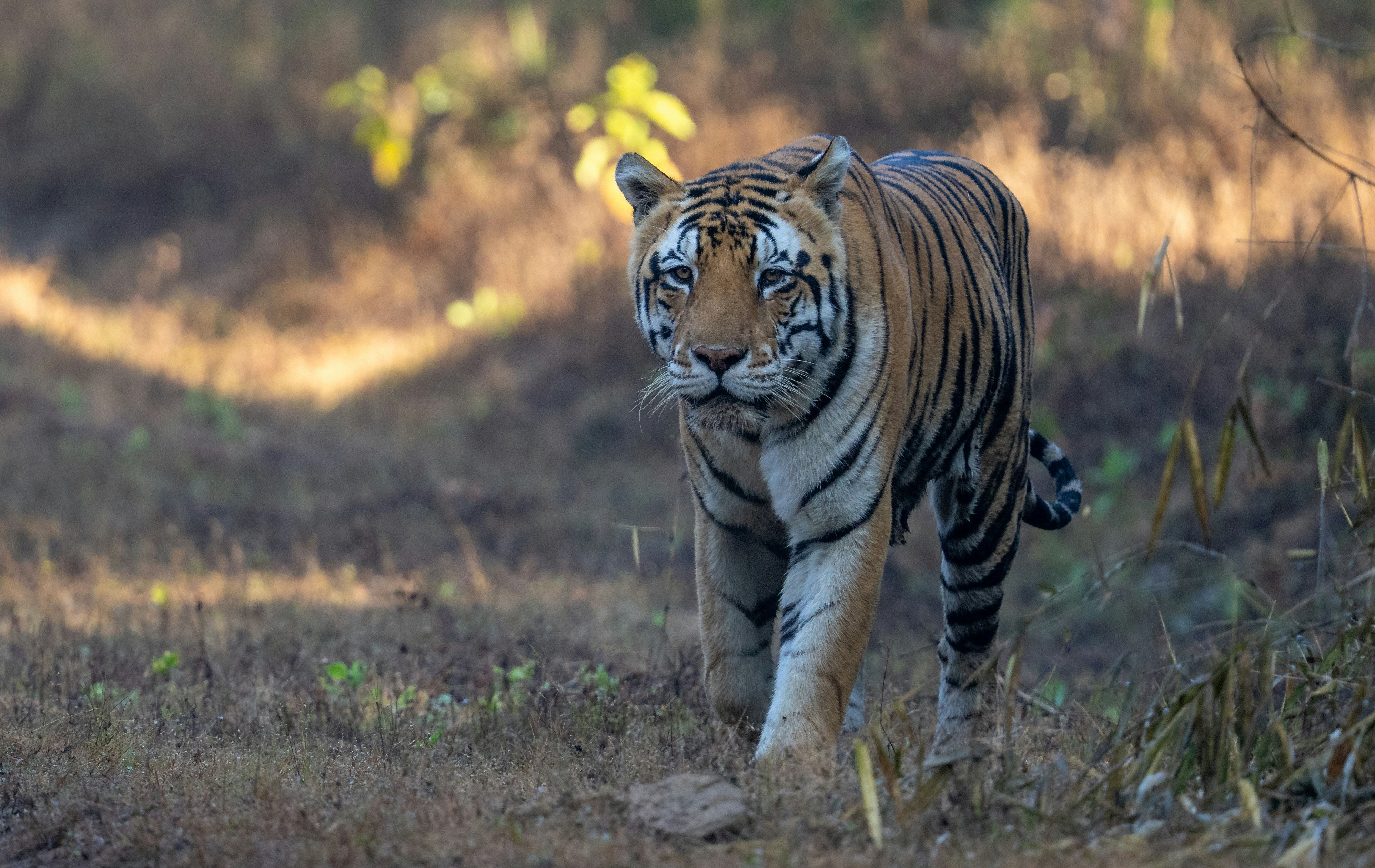 Tiger strides through sunlit scrub, eyeing the horizon