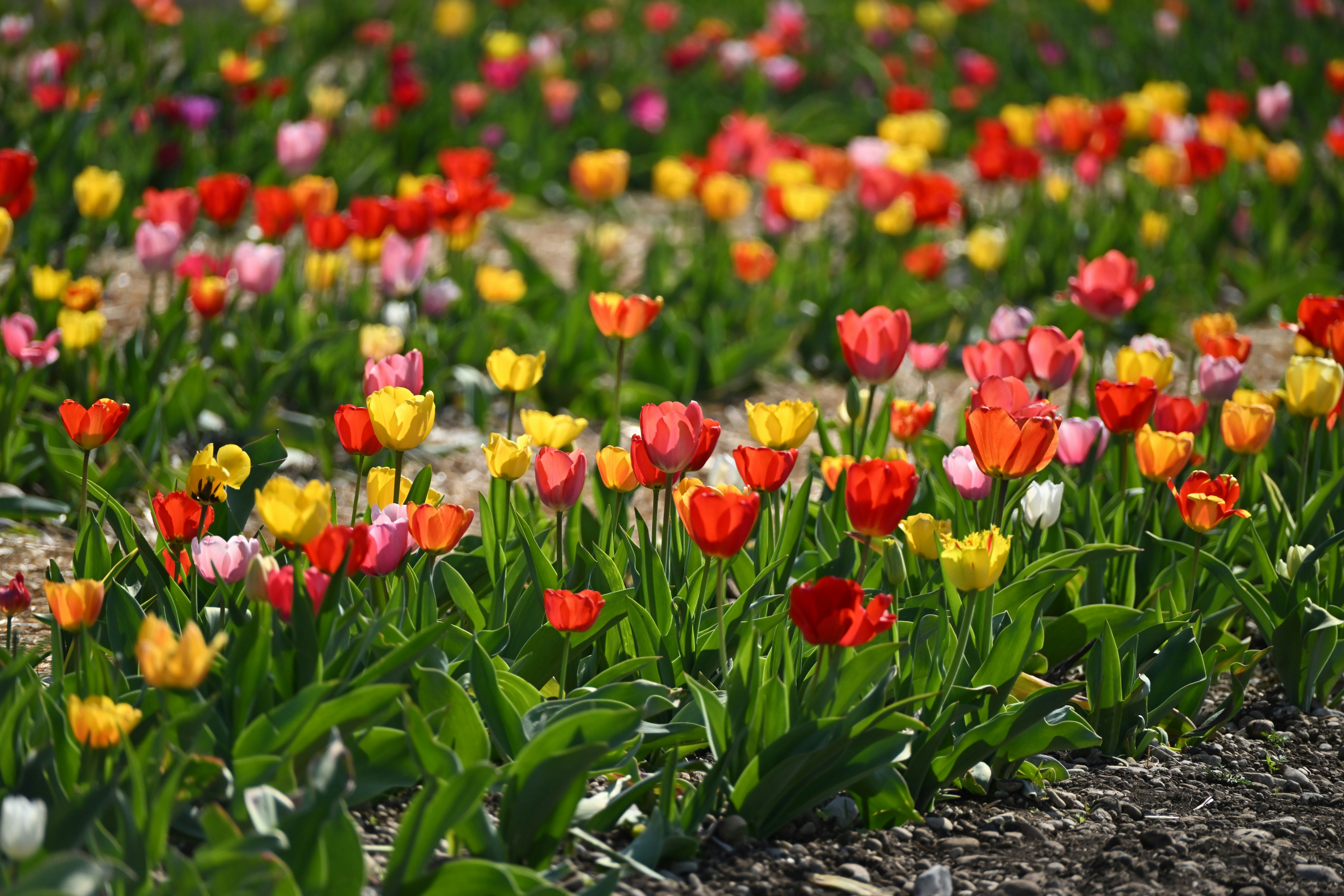 Tulip Mosaic: Color Burst Across a Spring Beds