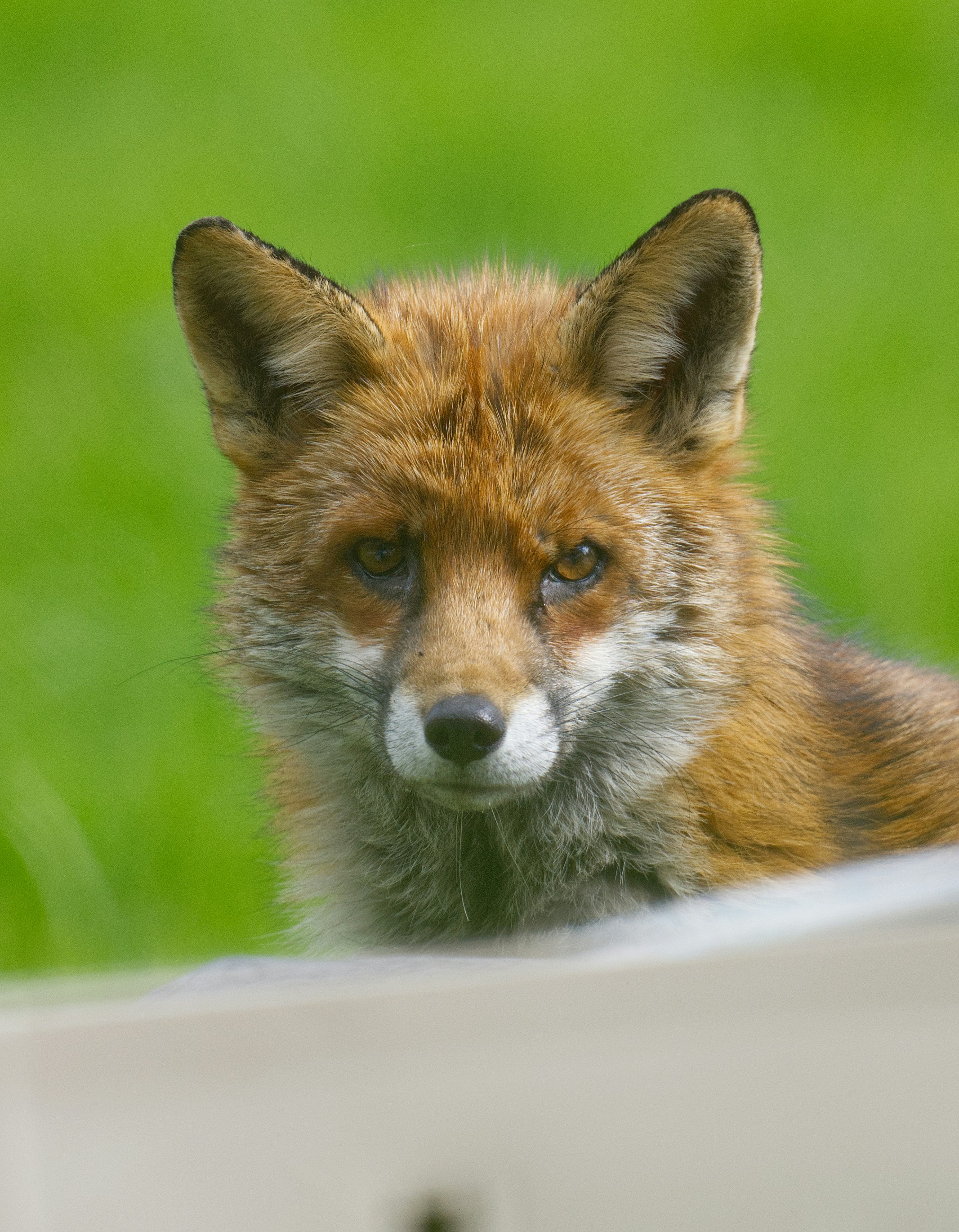 Red Fox in Focus: Quiet Gaze Over a Green Meadow
