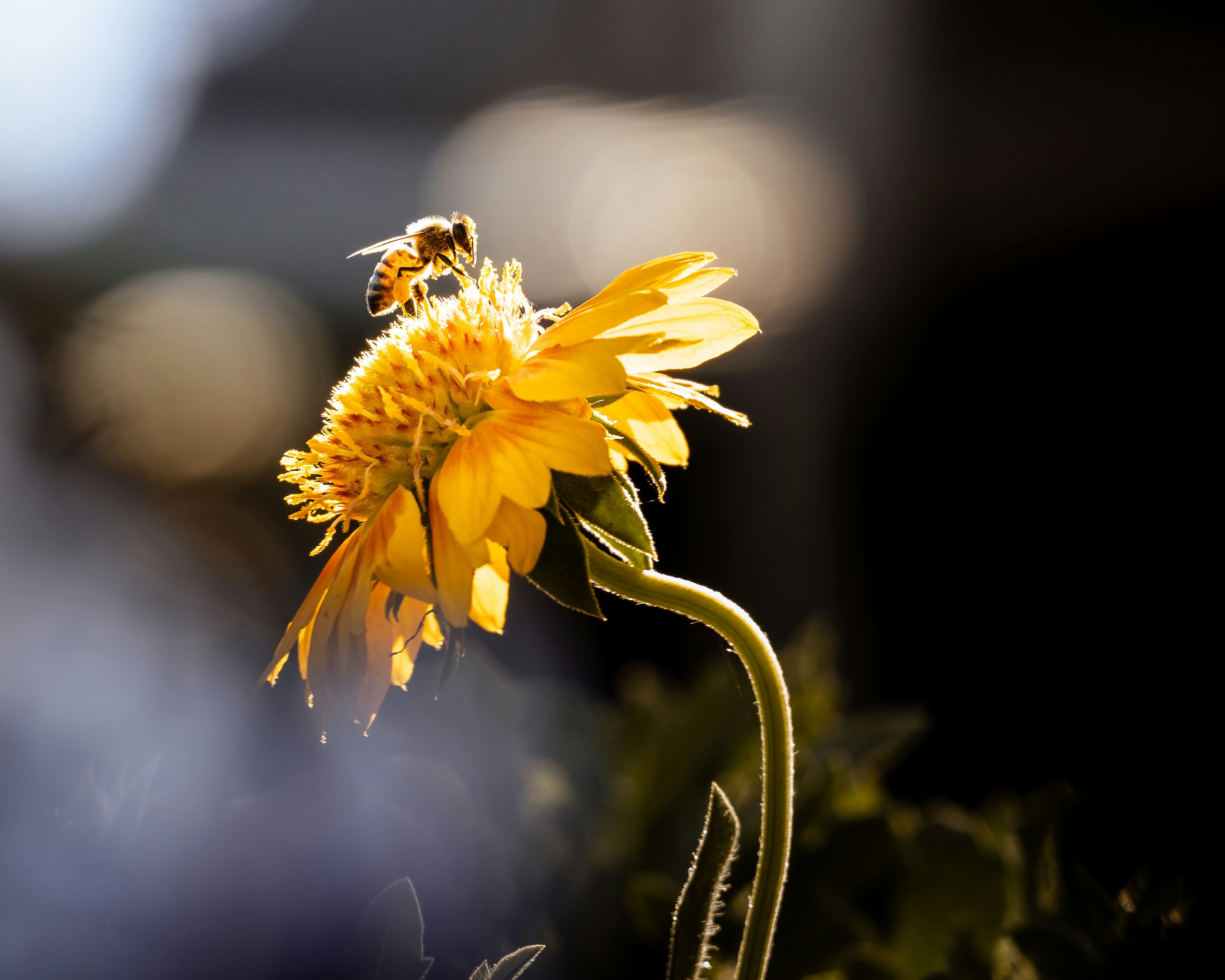 Buzz on a Bloom: Bee at the Sunlit Helianthus
