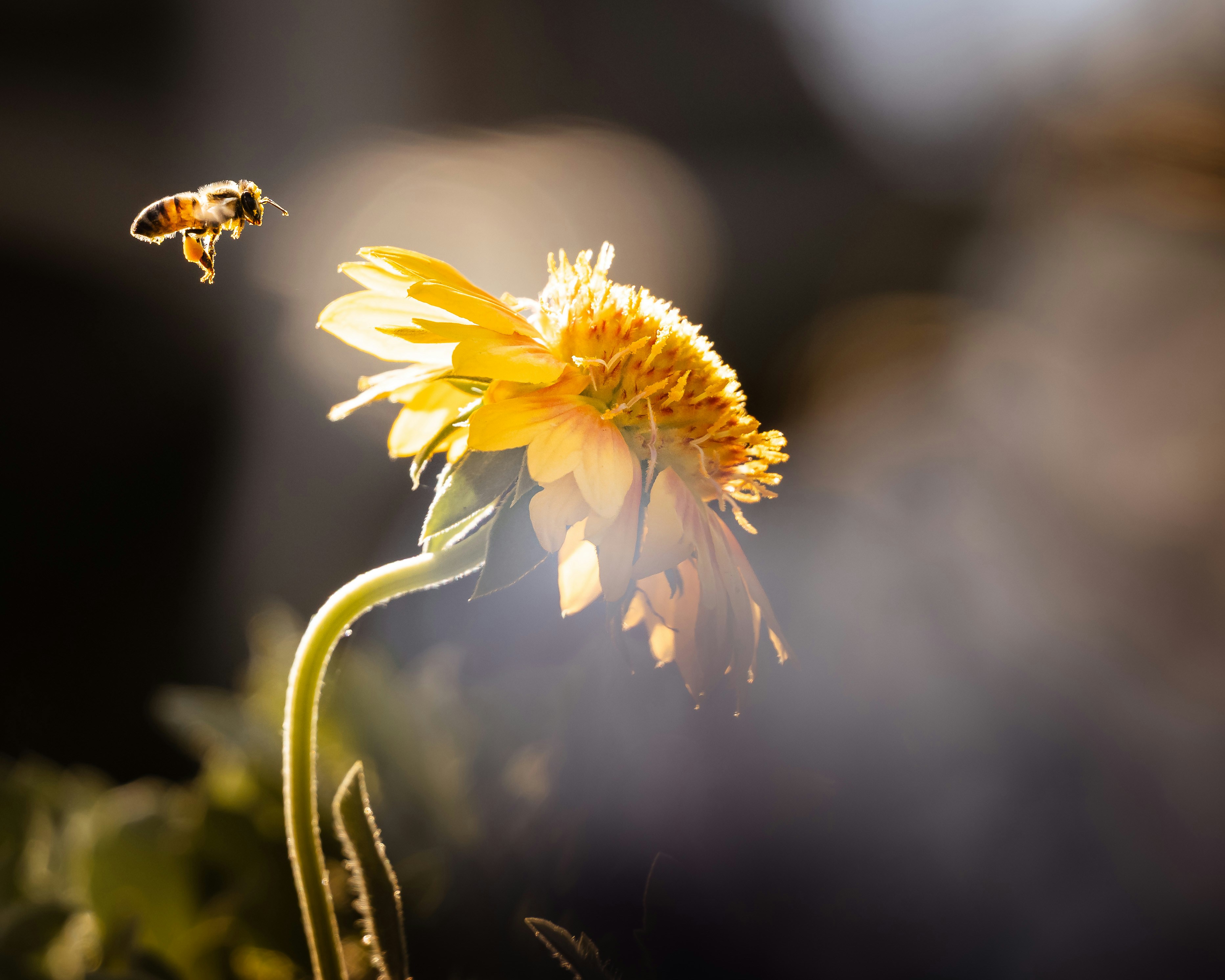 Golden Bloom in Flight: A Bee Approaches the Sunlit Daisy