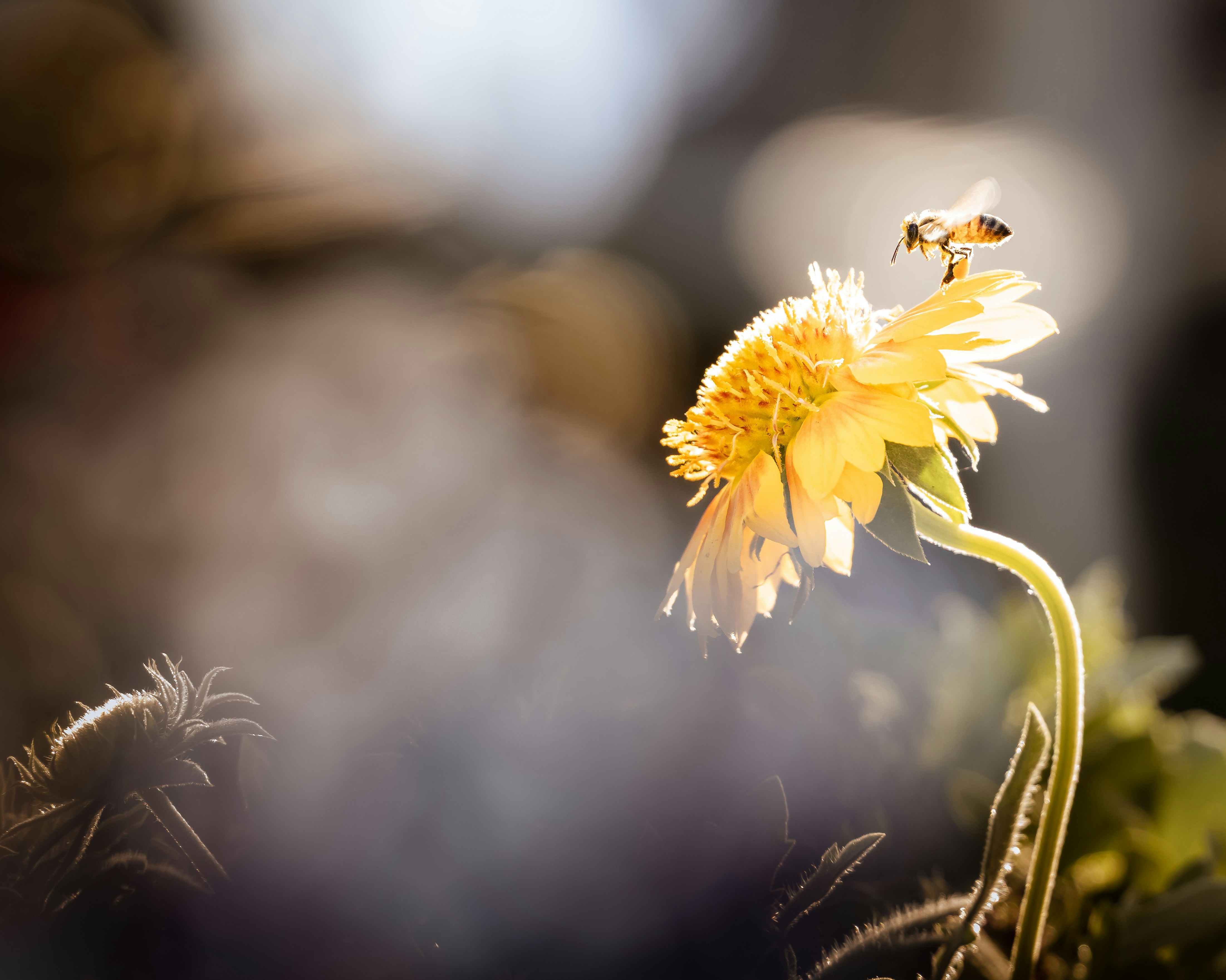 Sunlit Bloom with a Hovering Bee