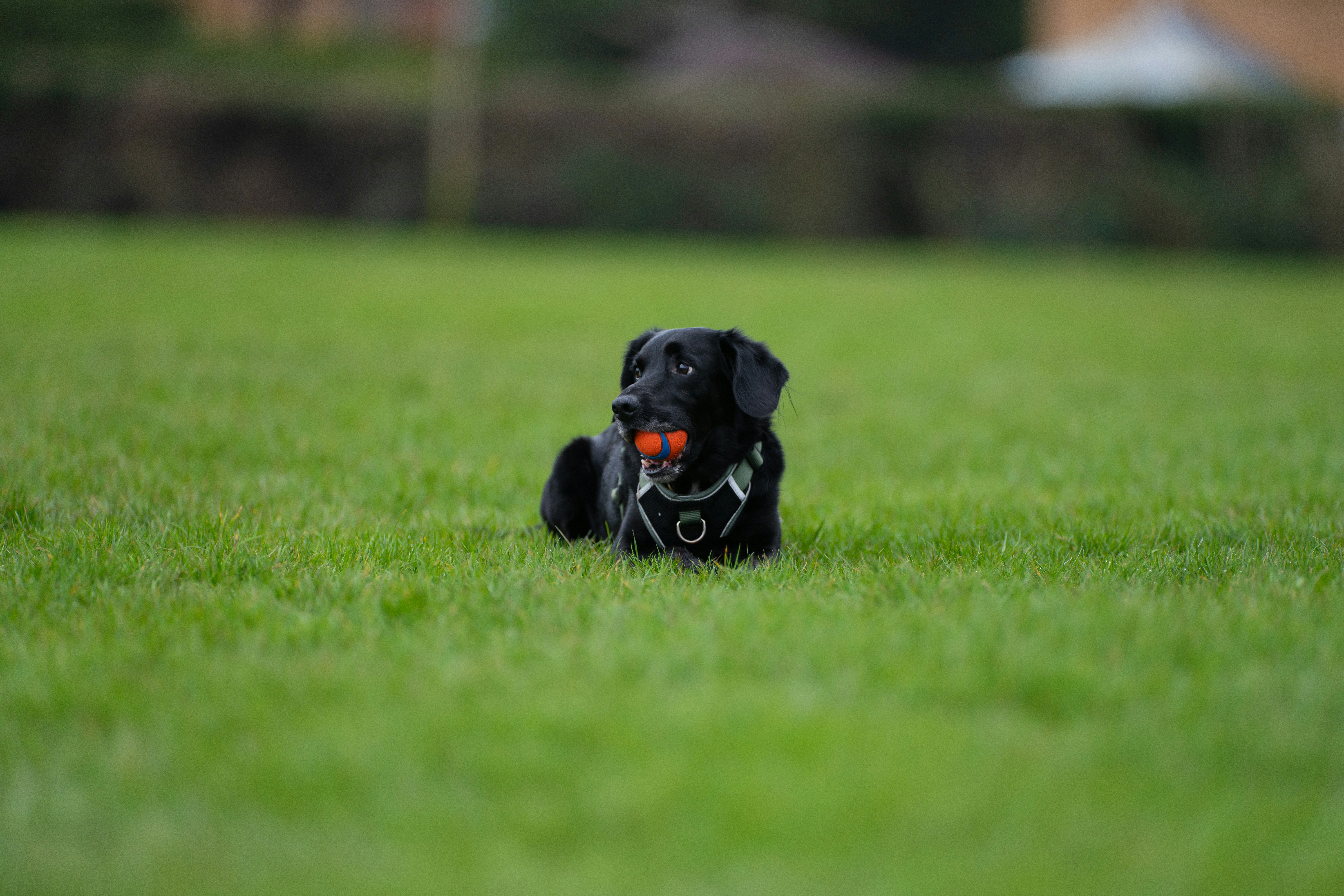 Lone Black Retriever in Emerald Field with a Red Ball
