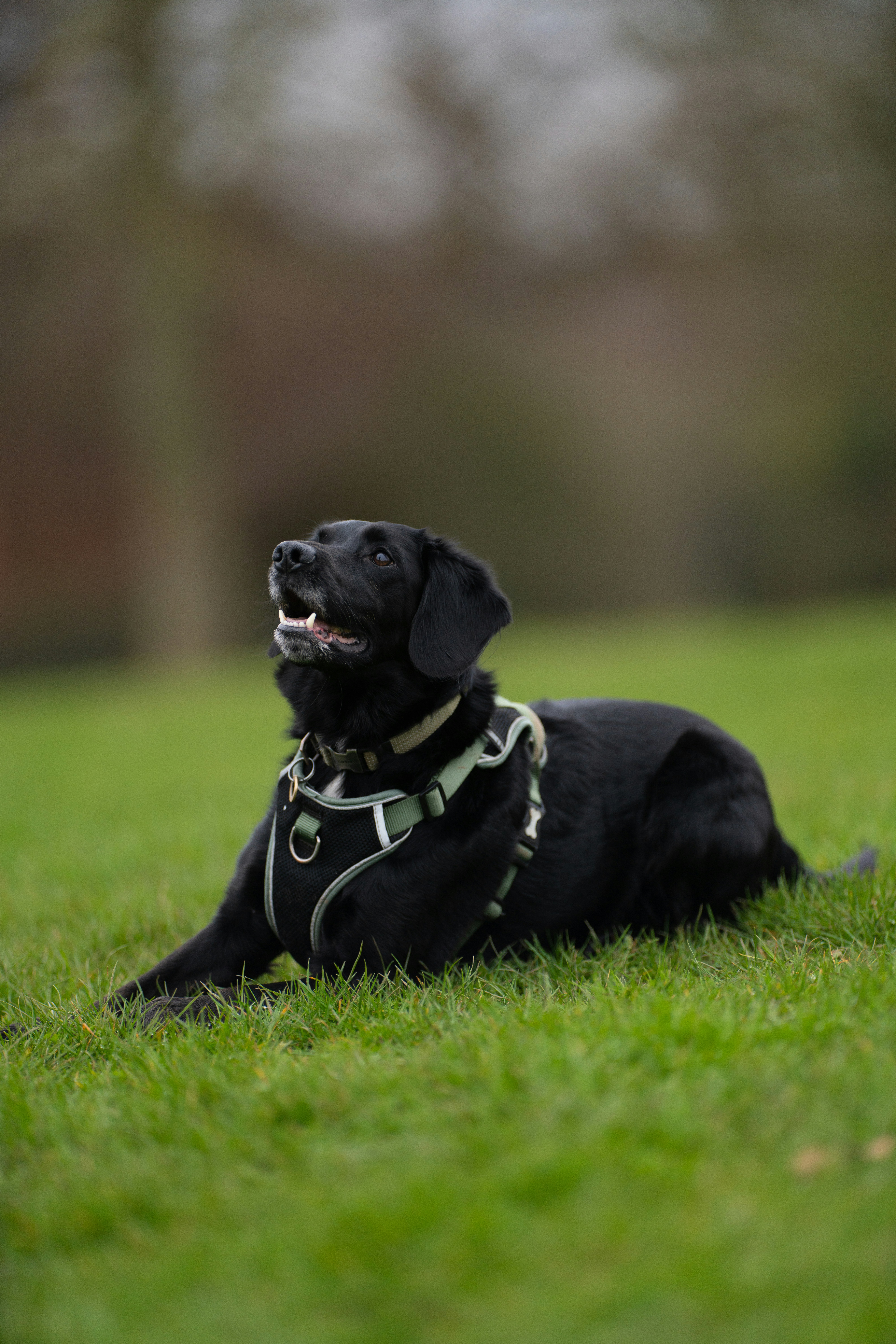 High-Spot in the Park: A Black Lab Gazing Up