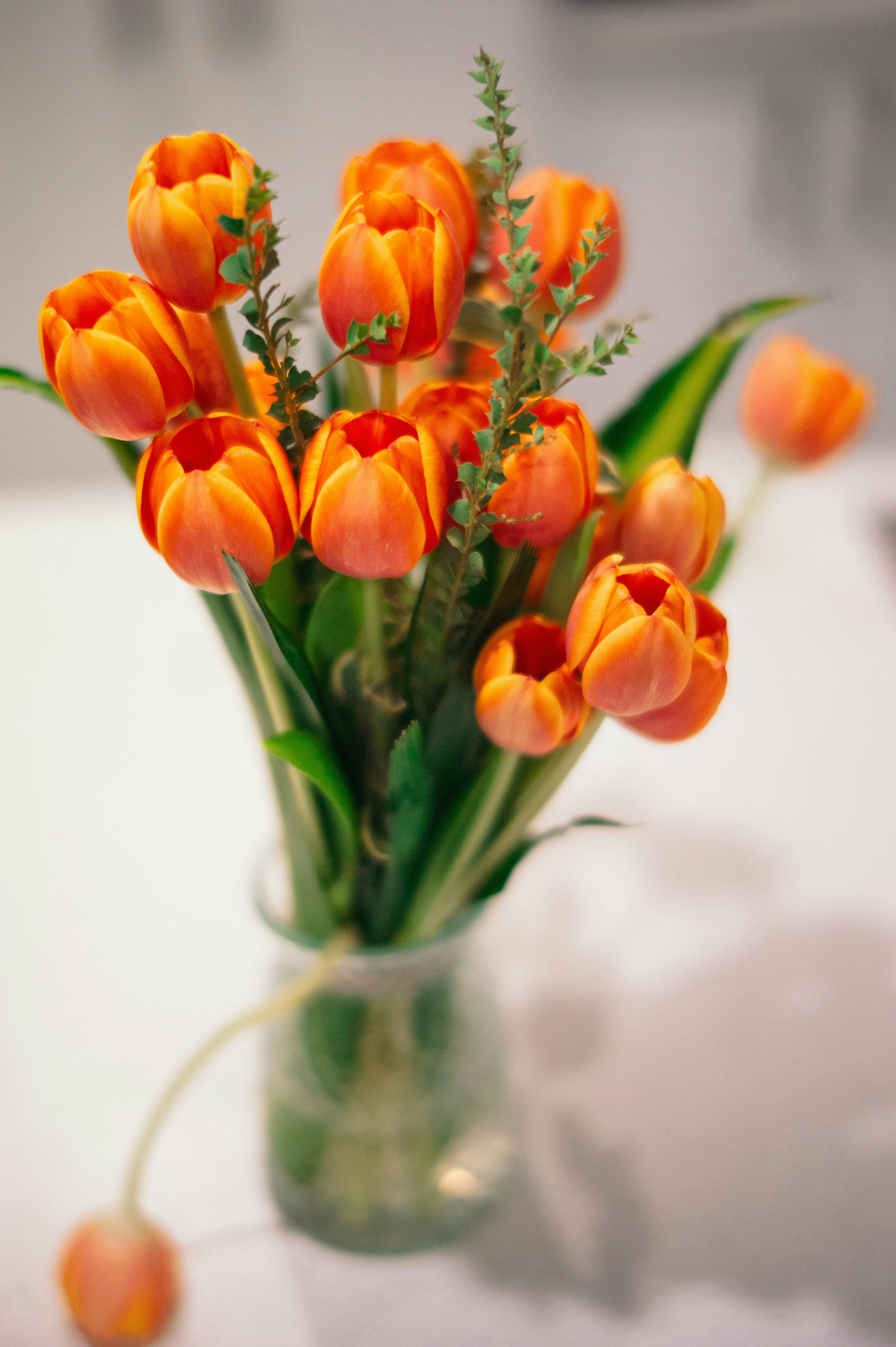 Orange Tulips in Soft Focus: A Vase of Spring Color