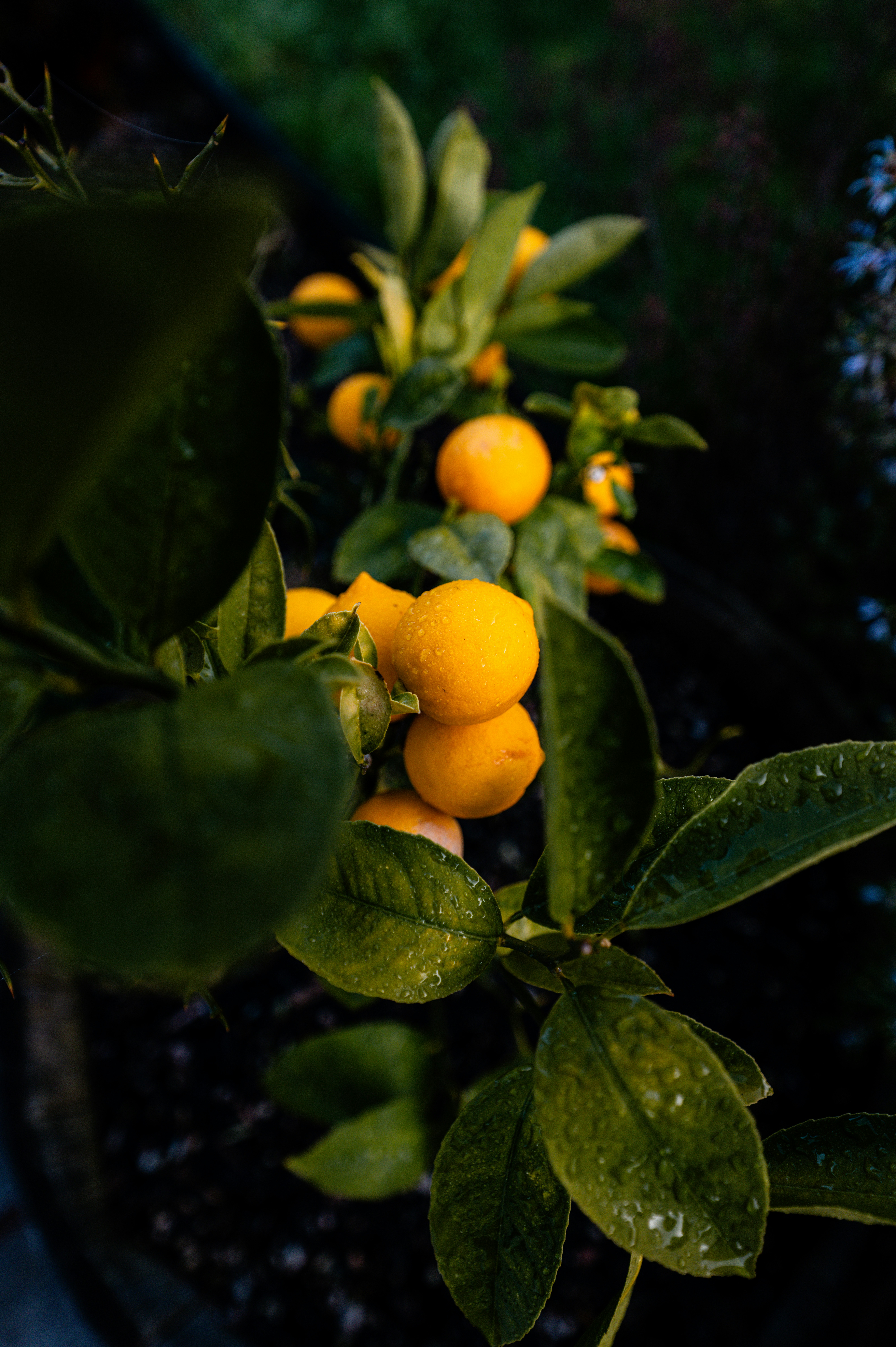 Orange Orchard in Soft Evening Light