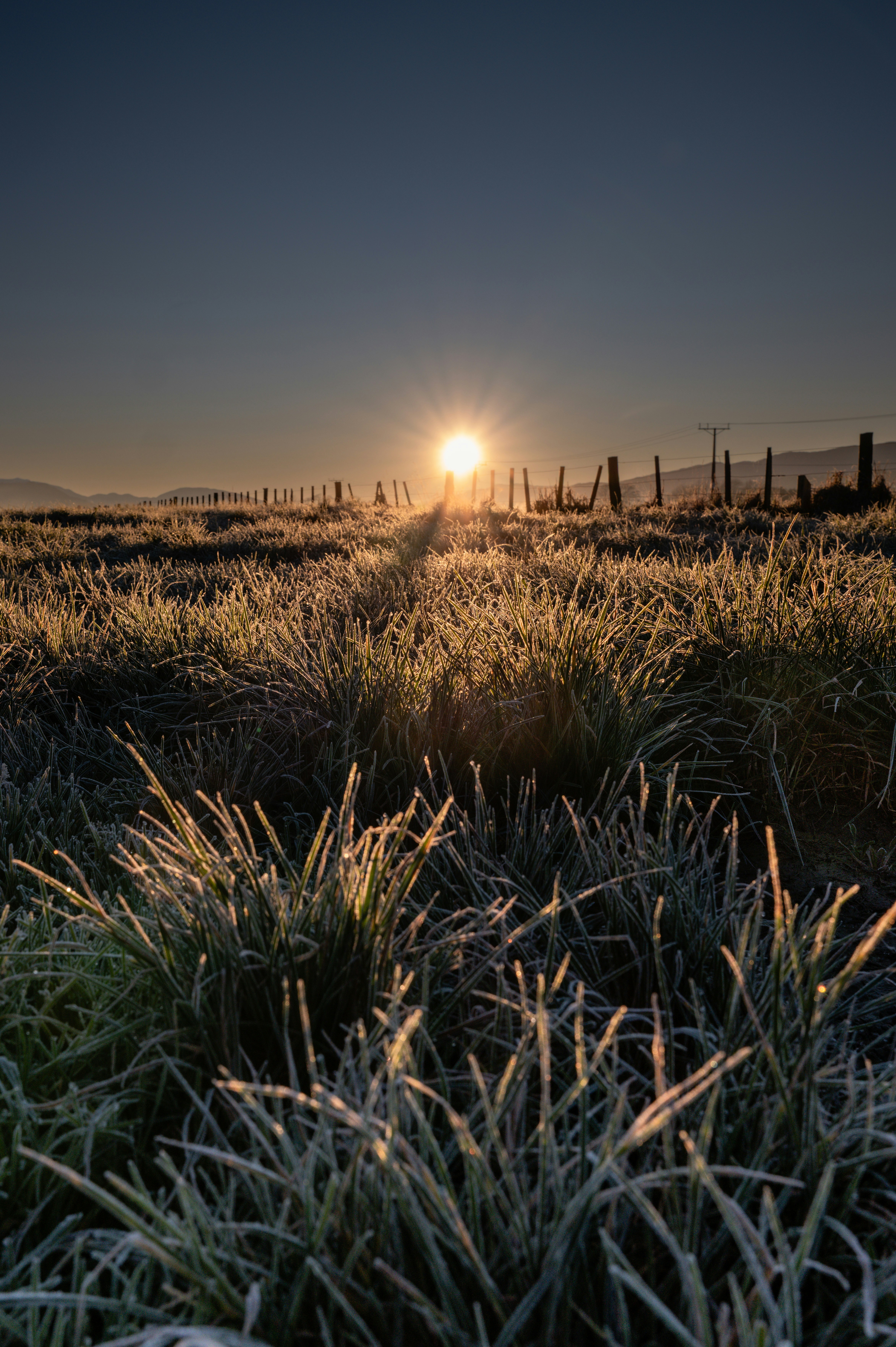 Sunlit Fescue at Dusked Dawn