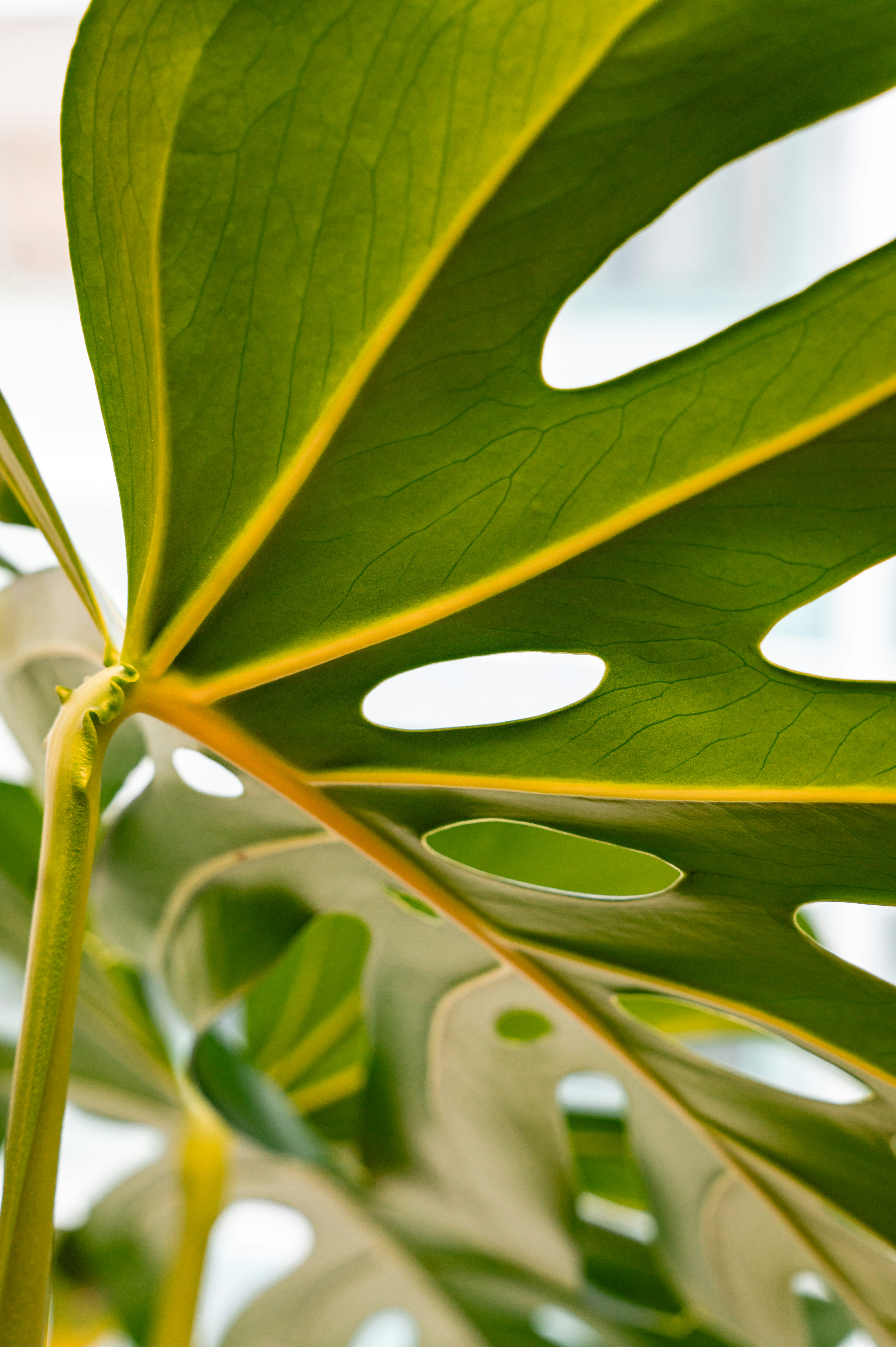 Green Monstera Veil: A Close-Up of Veined Foliage and Sunlit Edges
