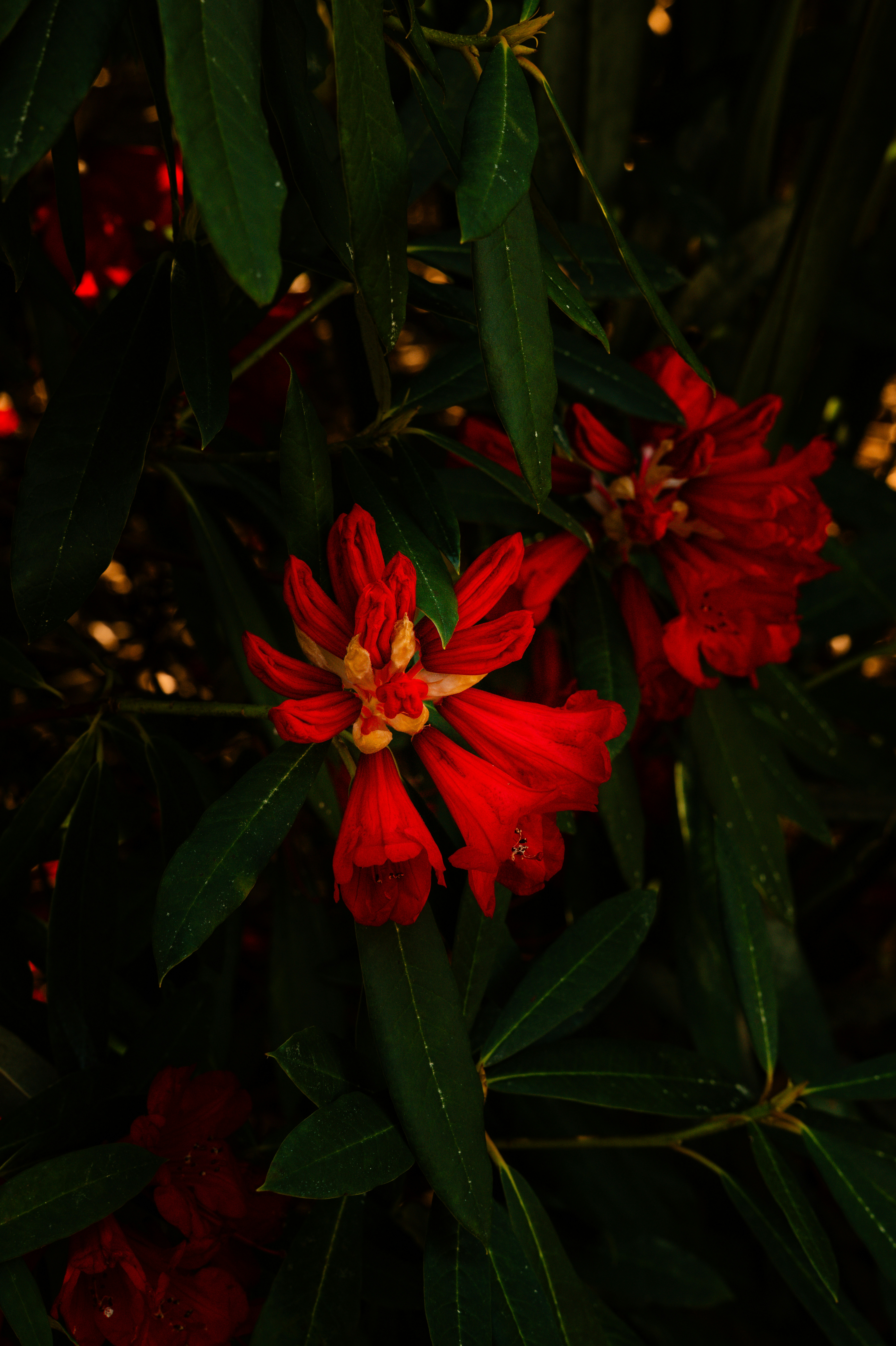 Dark foliage surrounds a vivid red bloom, the central flower catching the viewer with rich color and subtle backlighting.