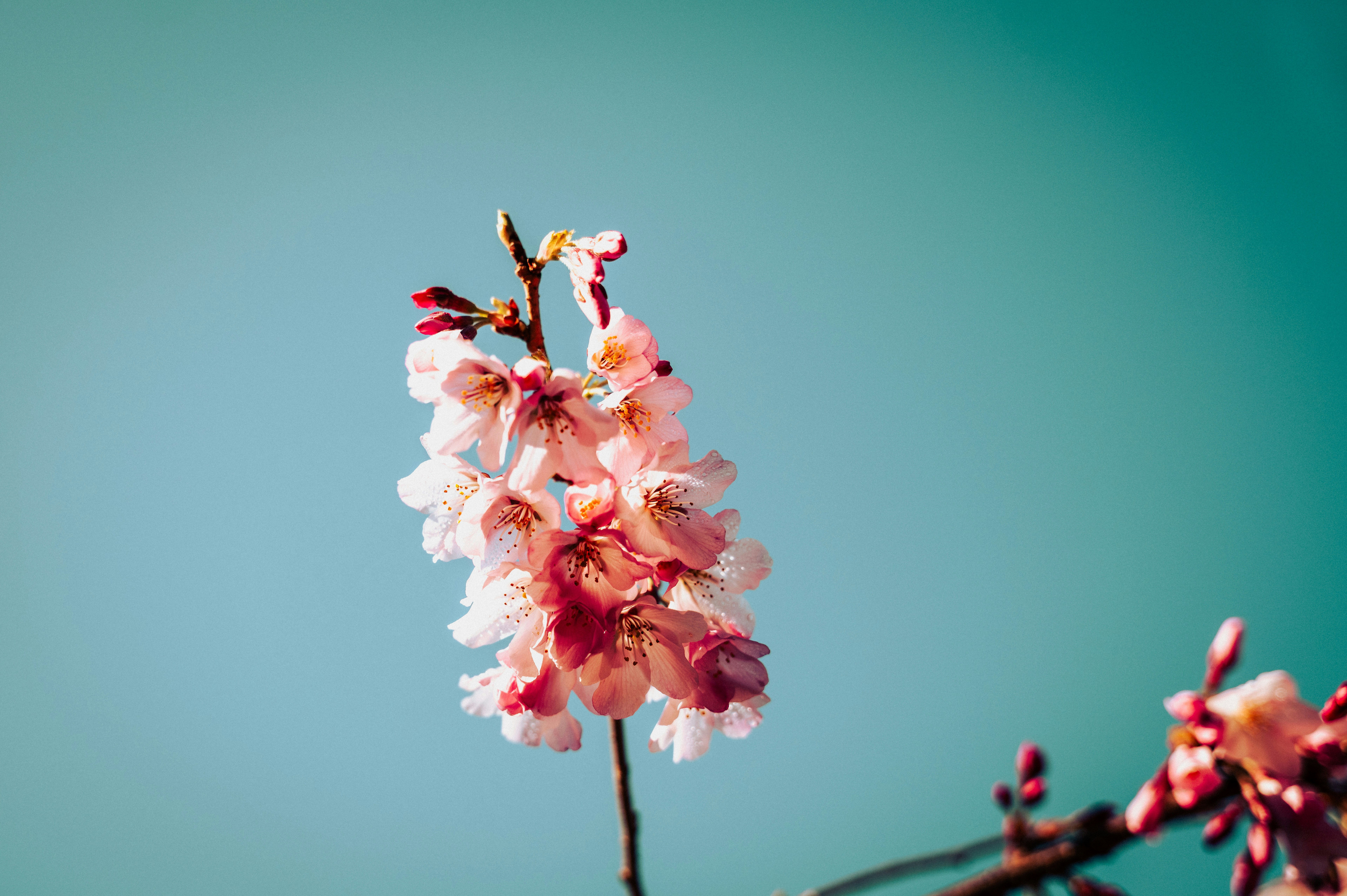 Blossom on a Teal Sky: Delicate Pink Bloom Against a Summer Gradient