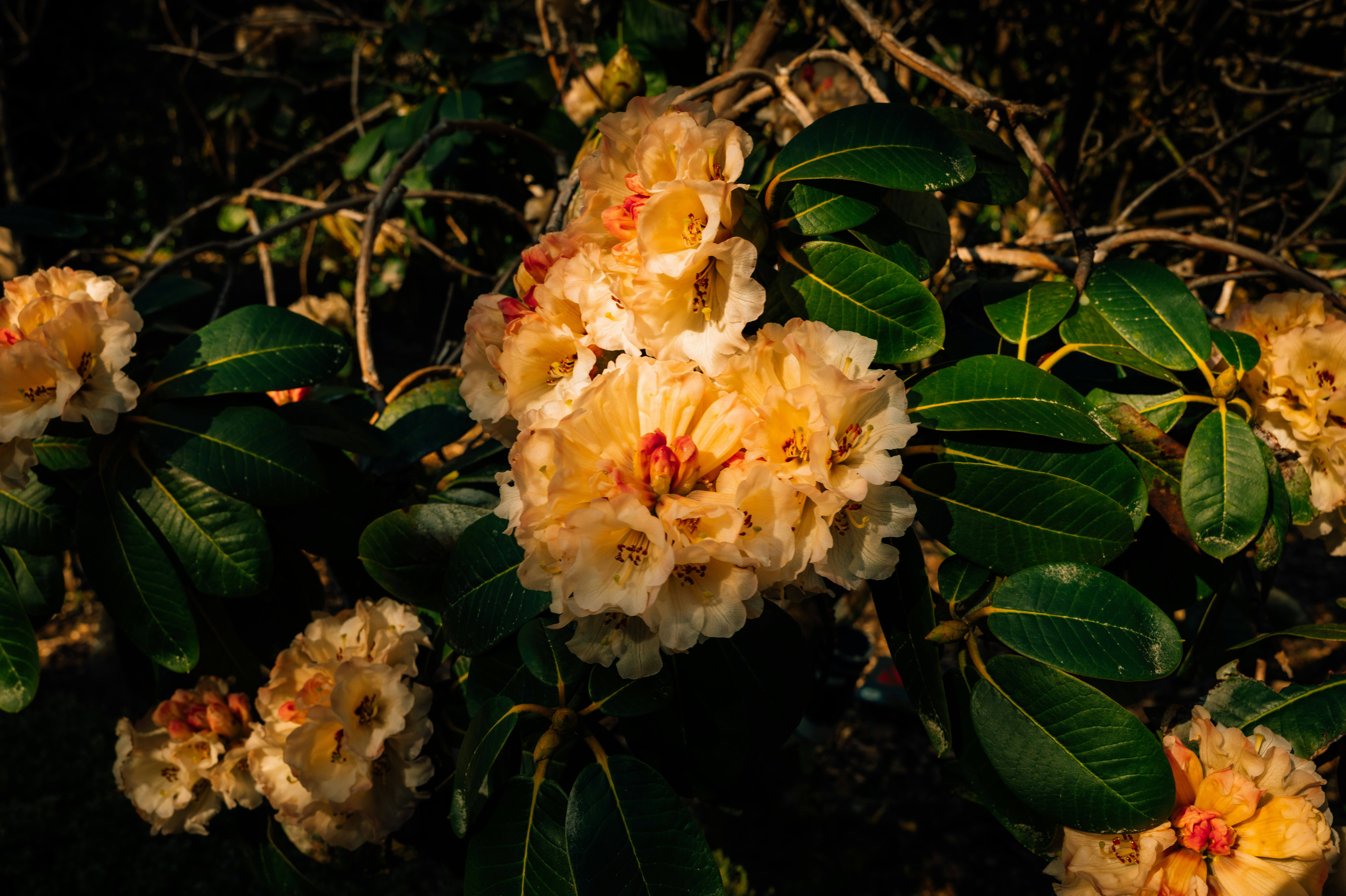 Soft-clustered Camellia blooms in dappled shade