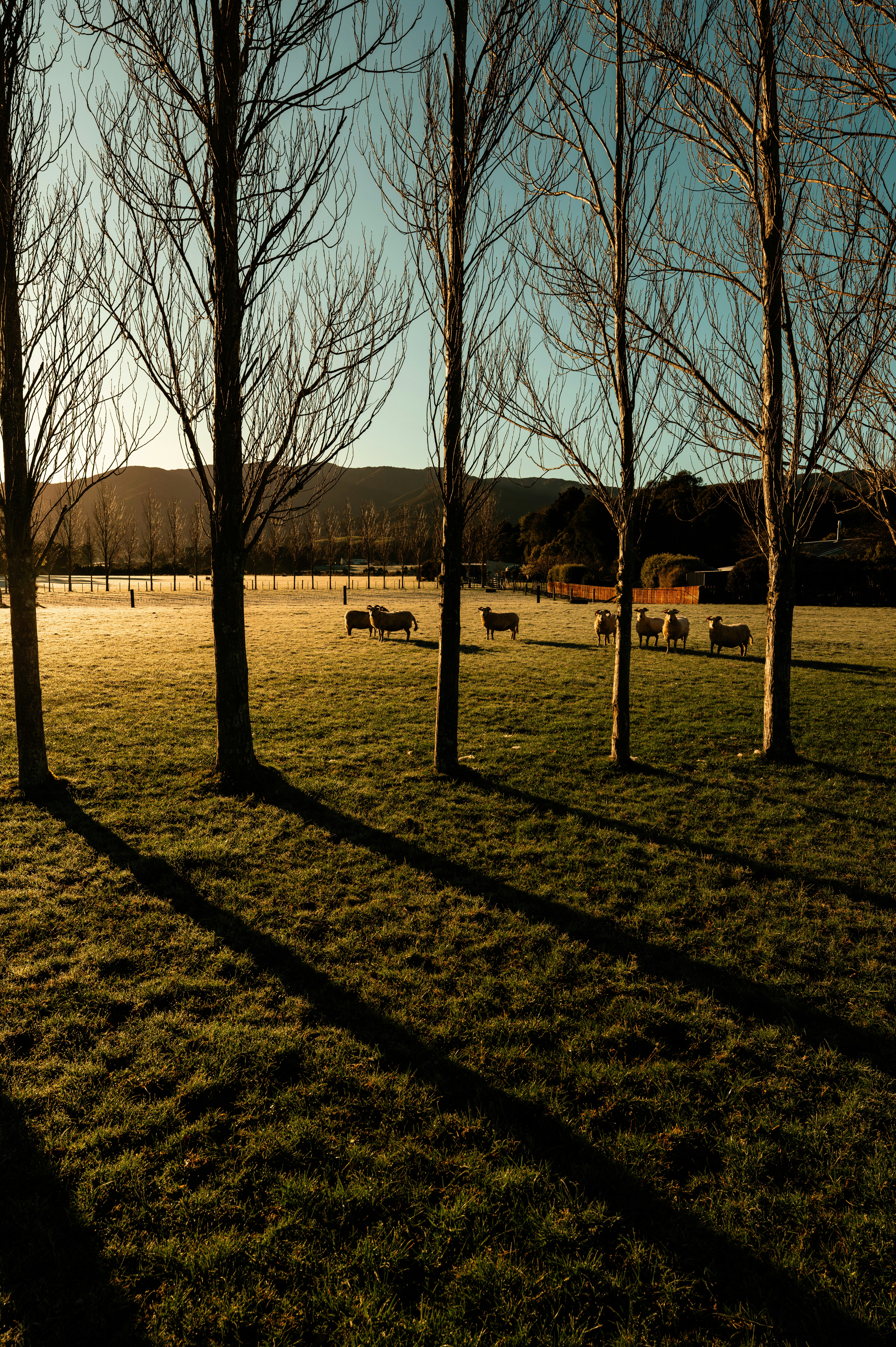 Winter Pasture Under Tall Slender Trees at Dusk